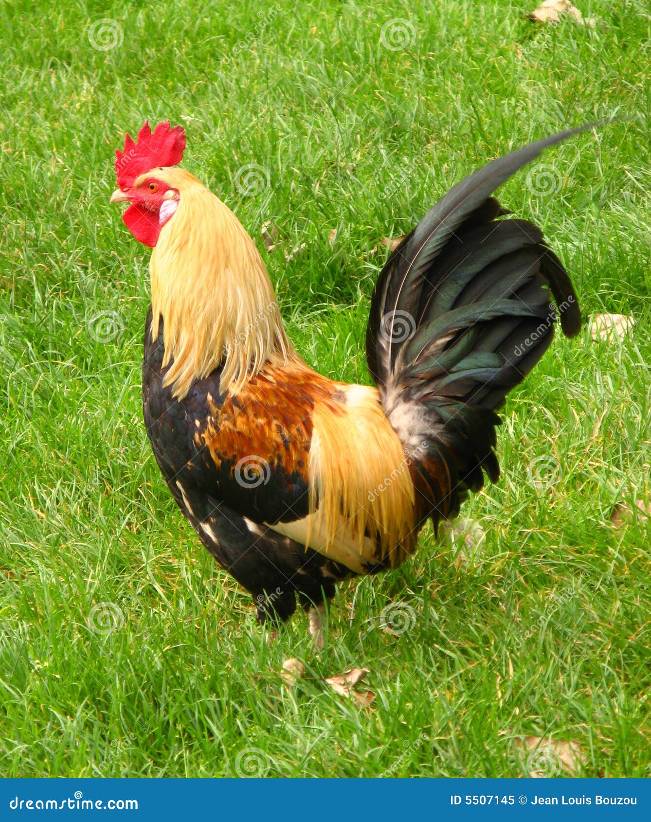 Coq image stock. Image du village, jaune, poulet, ferme - 5507145