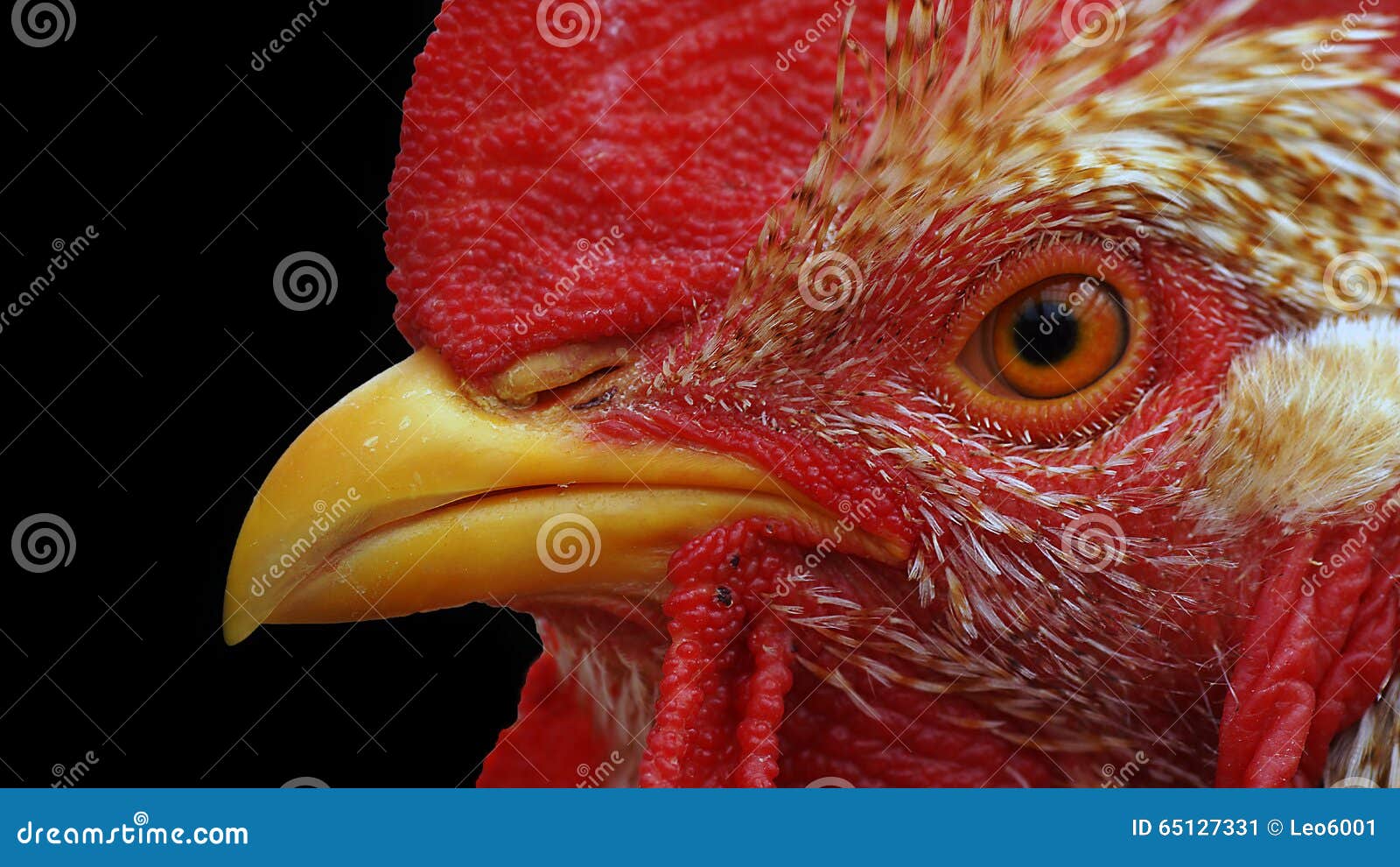 Coq Des Images - Téléchargez 45,647 Photos libres de droits - Page 2