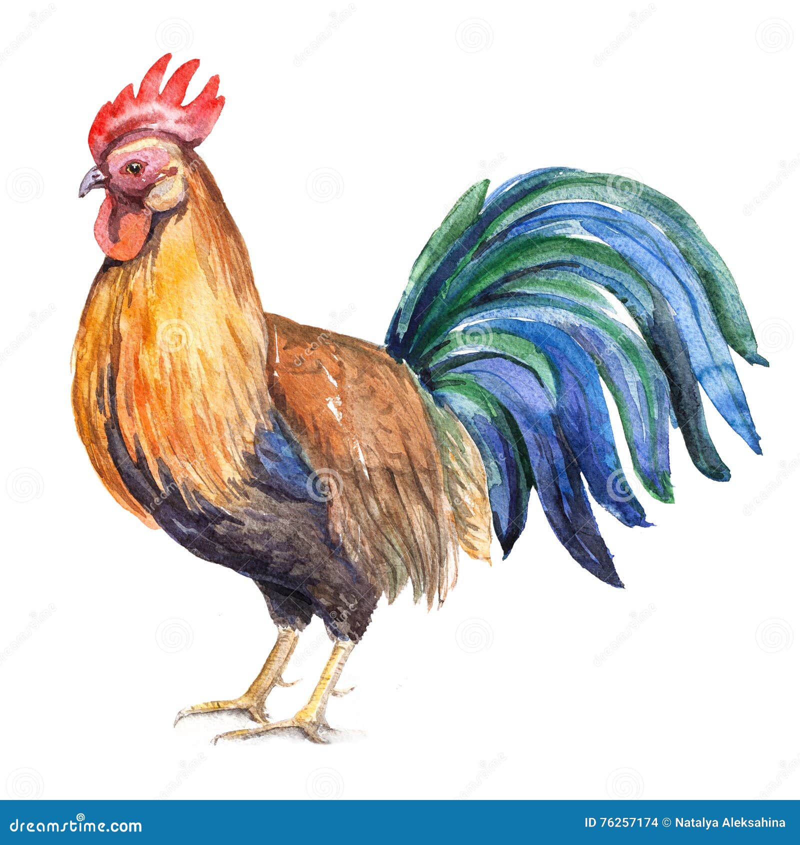 Coq d'aquarelle illustration stock. Illustration du coloré - 76257174
