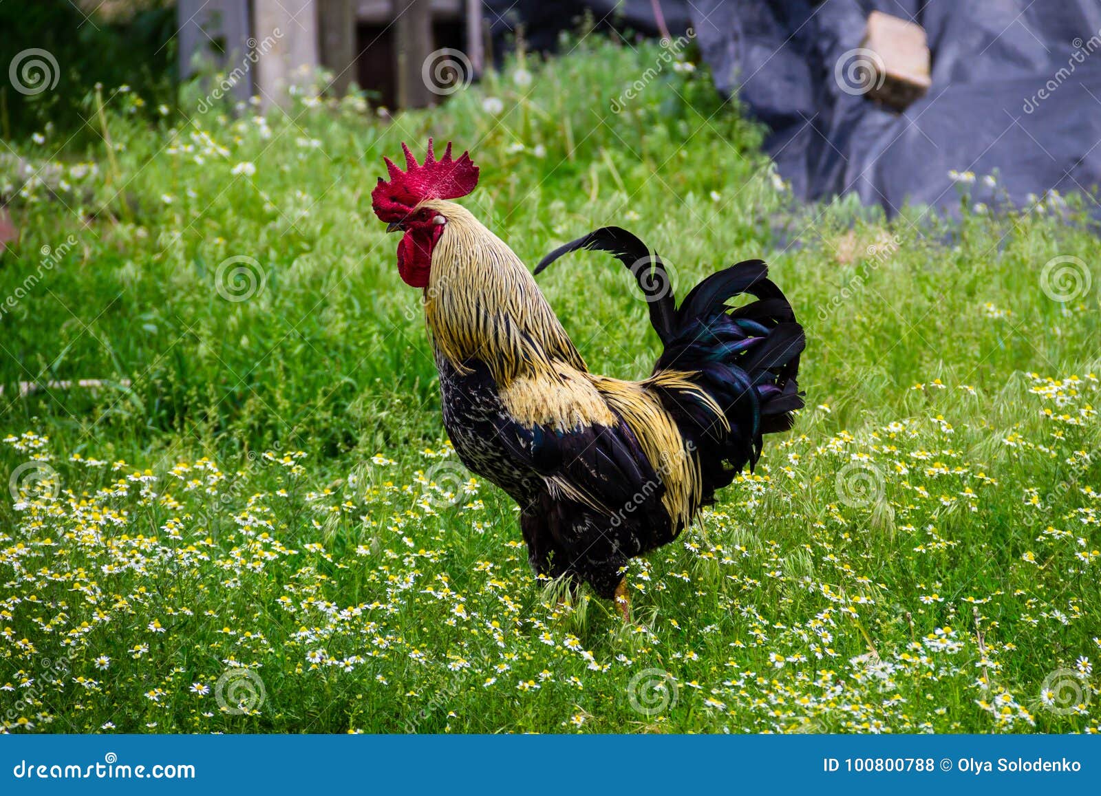 Coq dans une basse cour photo stock. Image du nourriture - 100800788