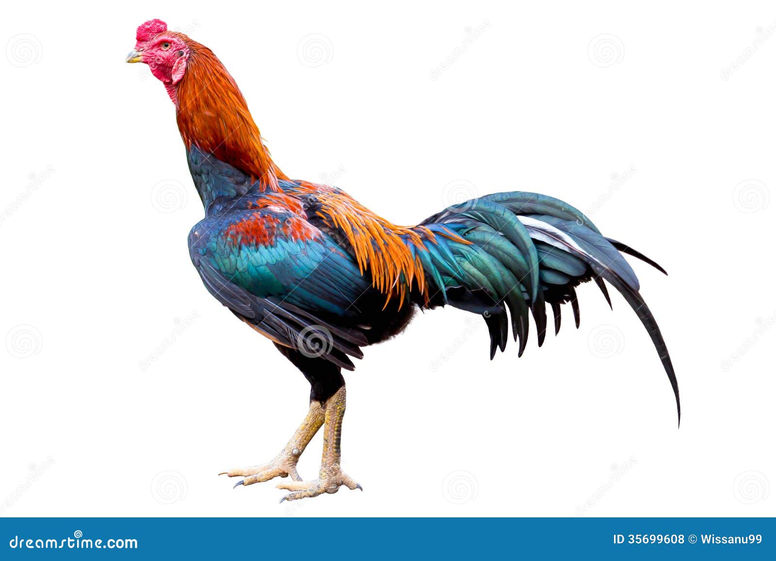 Coq de combat. d'isolement photo stock. Image du magnifique - 35699608