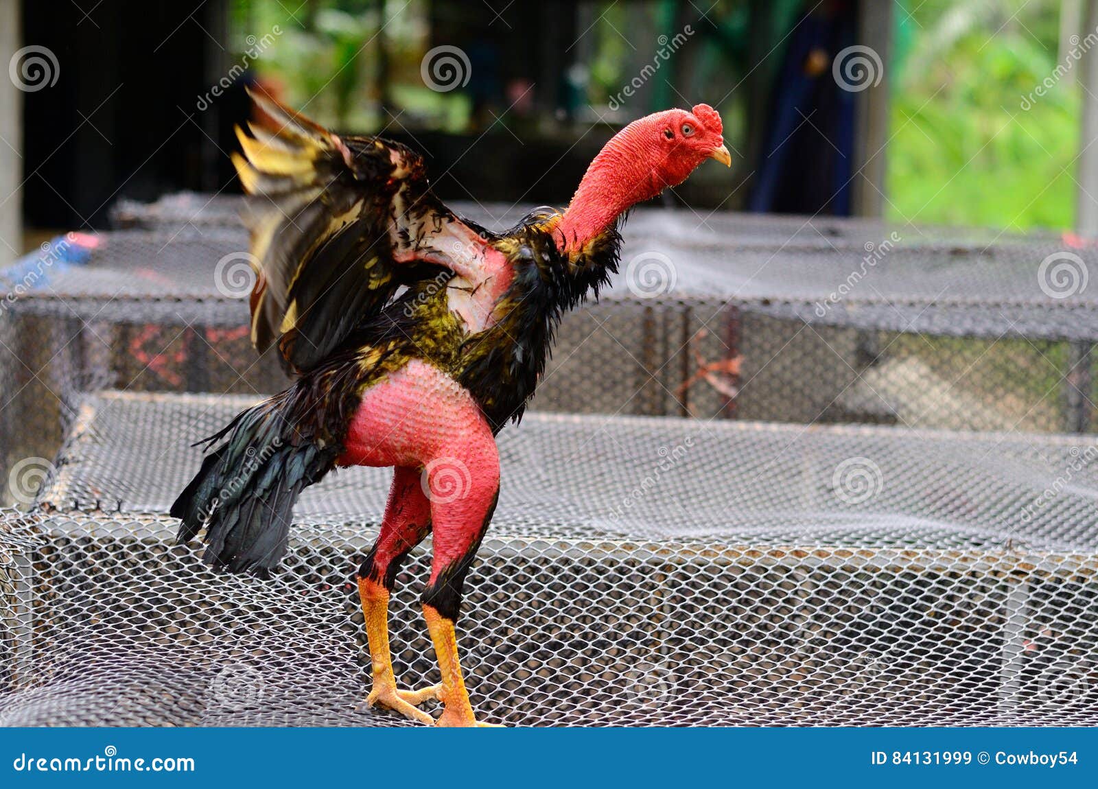 Coq De Combat Vietnamien Masculin Image stock - Image du masculin ...