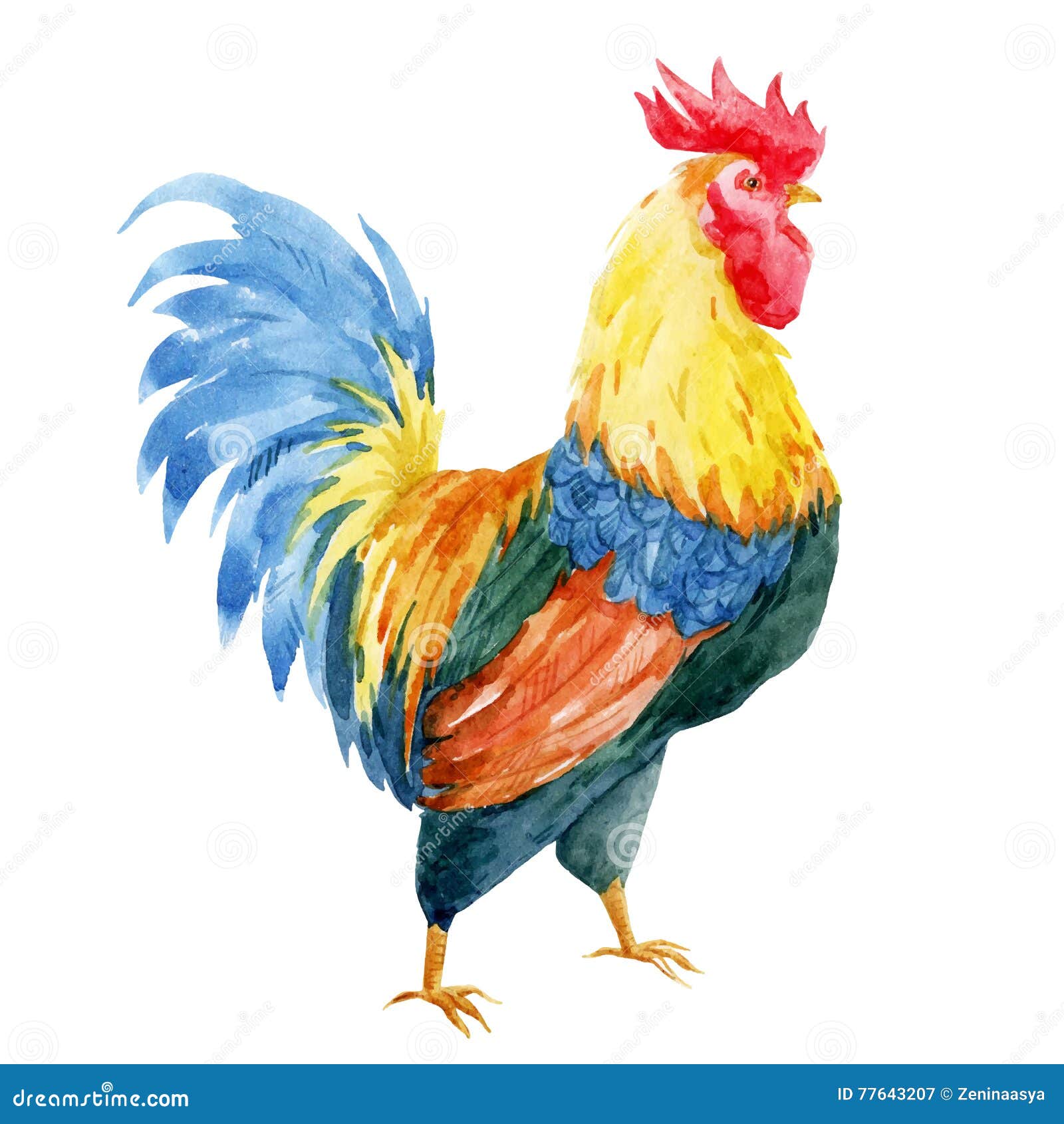 Coq de coq d'aquarelle illustration de vecteur. Illustration du image ...