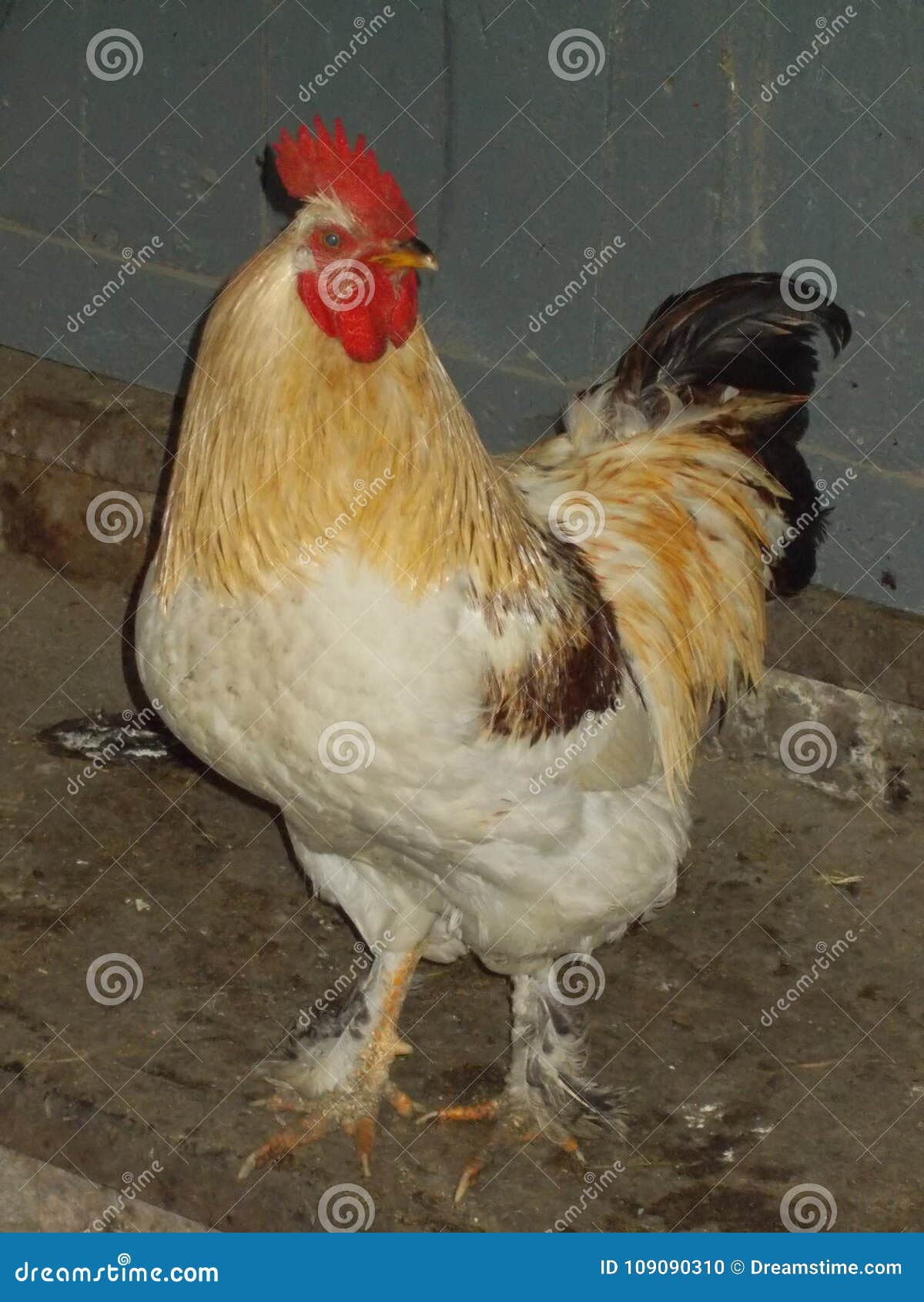 Coq De Grande Race De Rocher Photo stock - Image du race, oiseau: 109090310