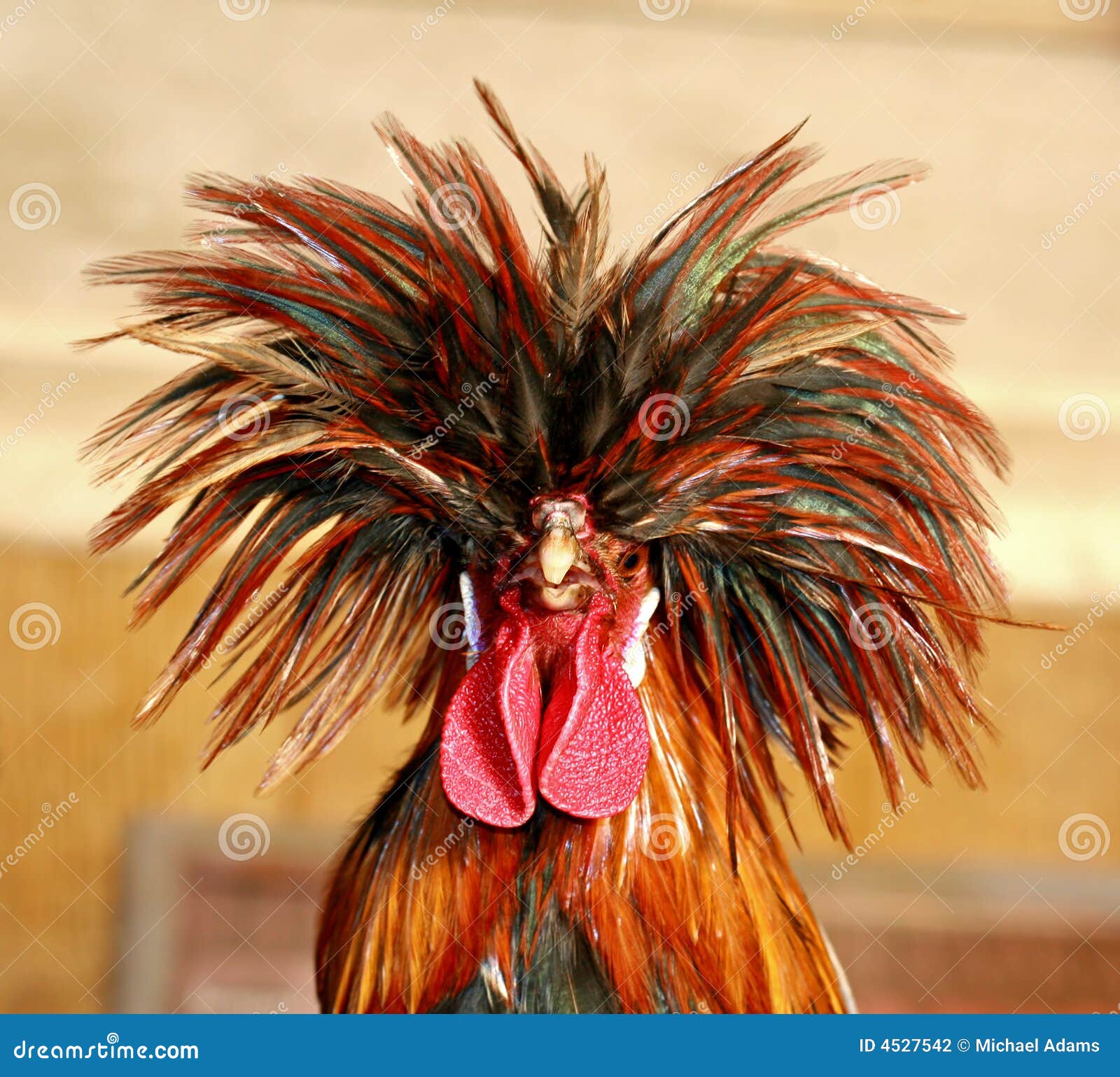 Coq Comique Photos libres de droits et gratuites de Dreamstime