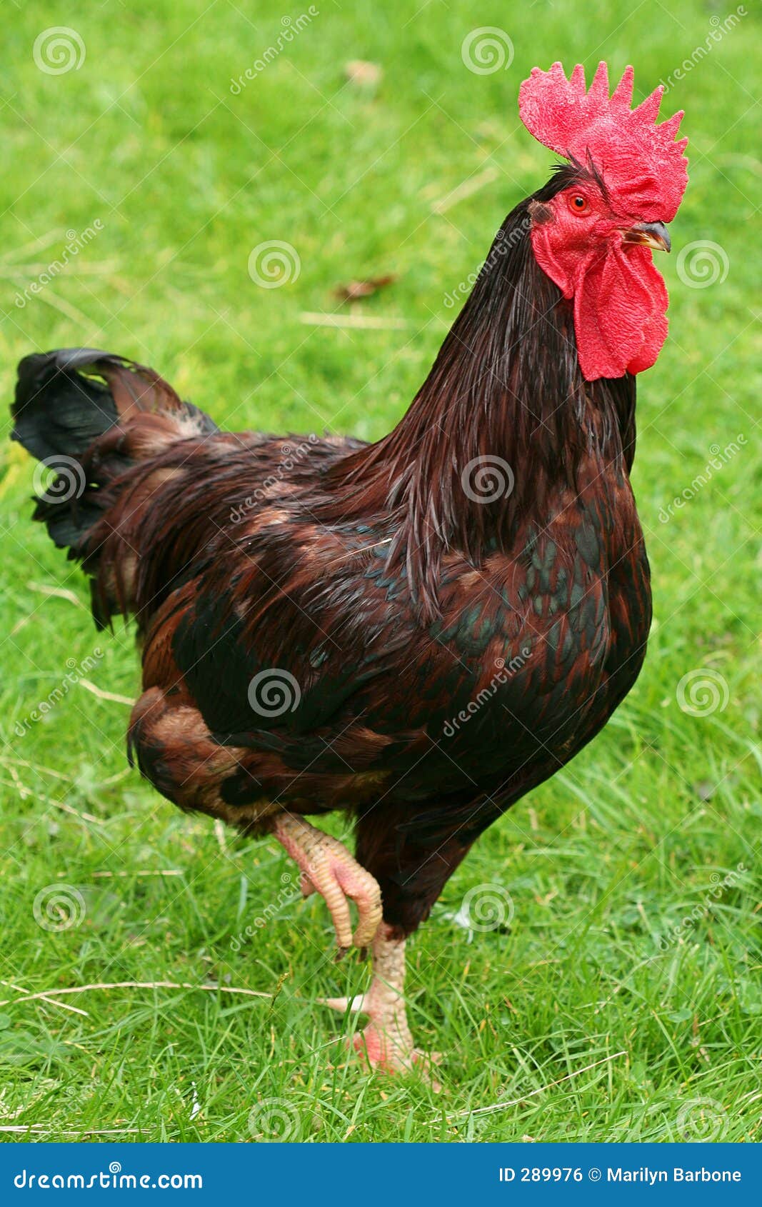Coq De Rouge De Rhode Island Photo stock - Image du affermage, oiseaux ...