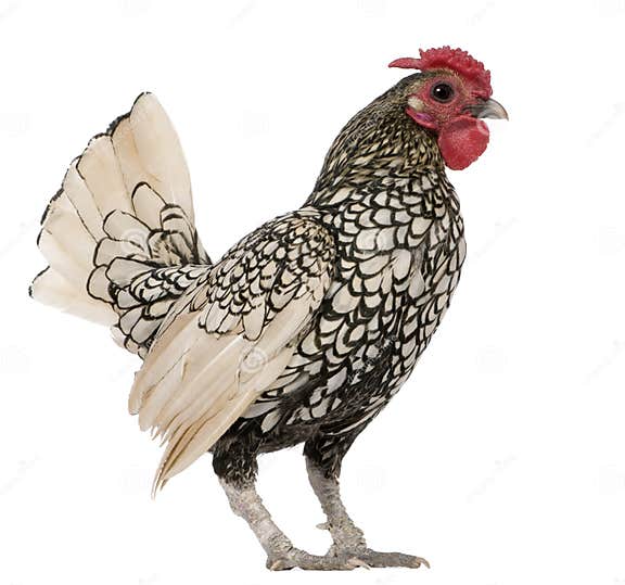 Coq De Sebright De Citron, 1 an, Restant Photo stock - Image du ...