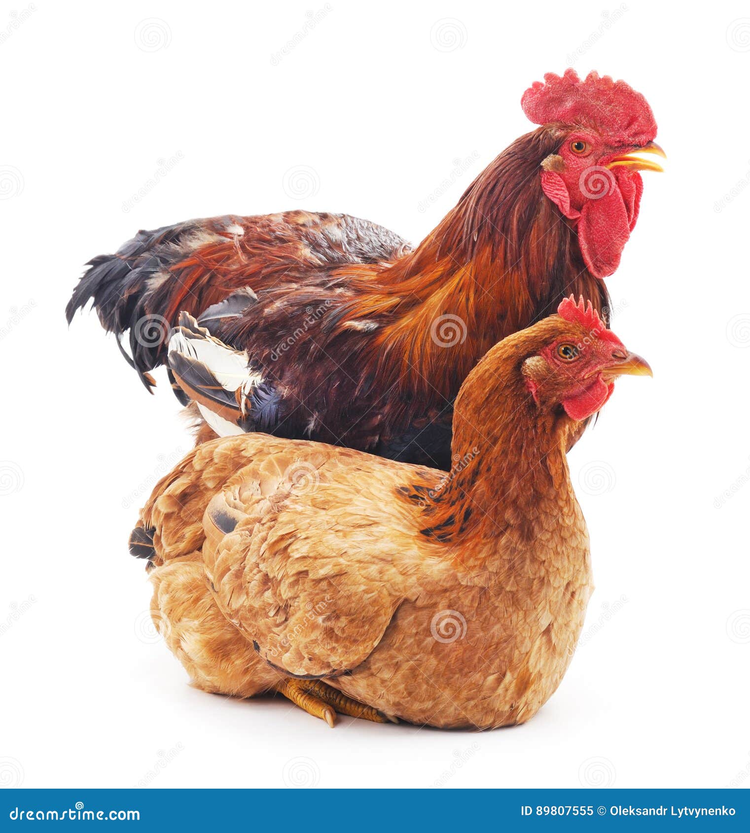 Coq et poule rouges image stock. Image du fermer, fond - 89807555