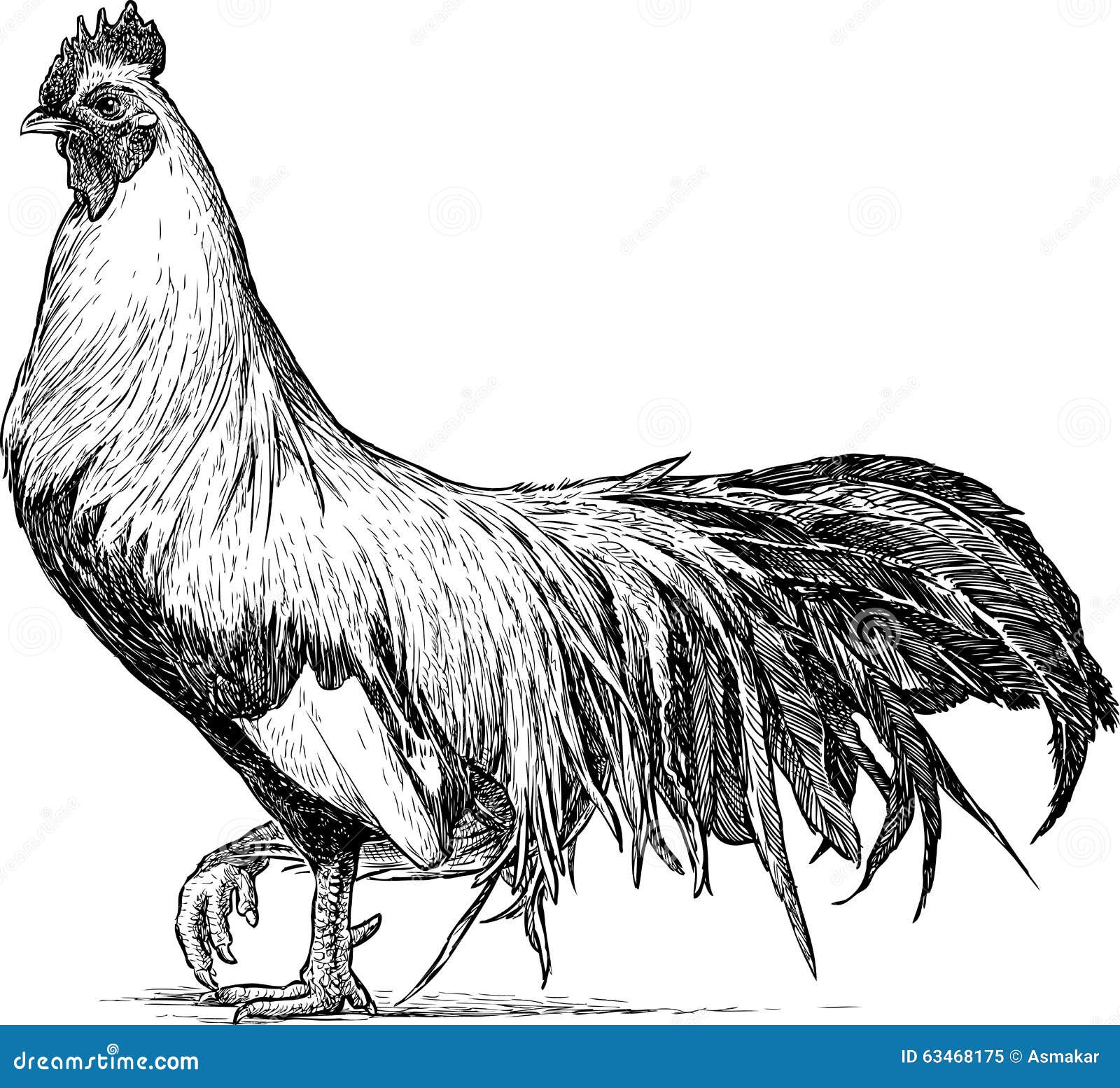 Coq fier illustration de vecteur. Illustration du fier - 63468175
