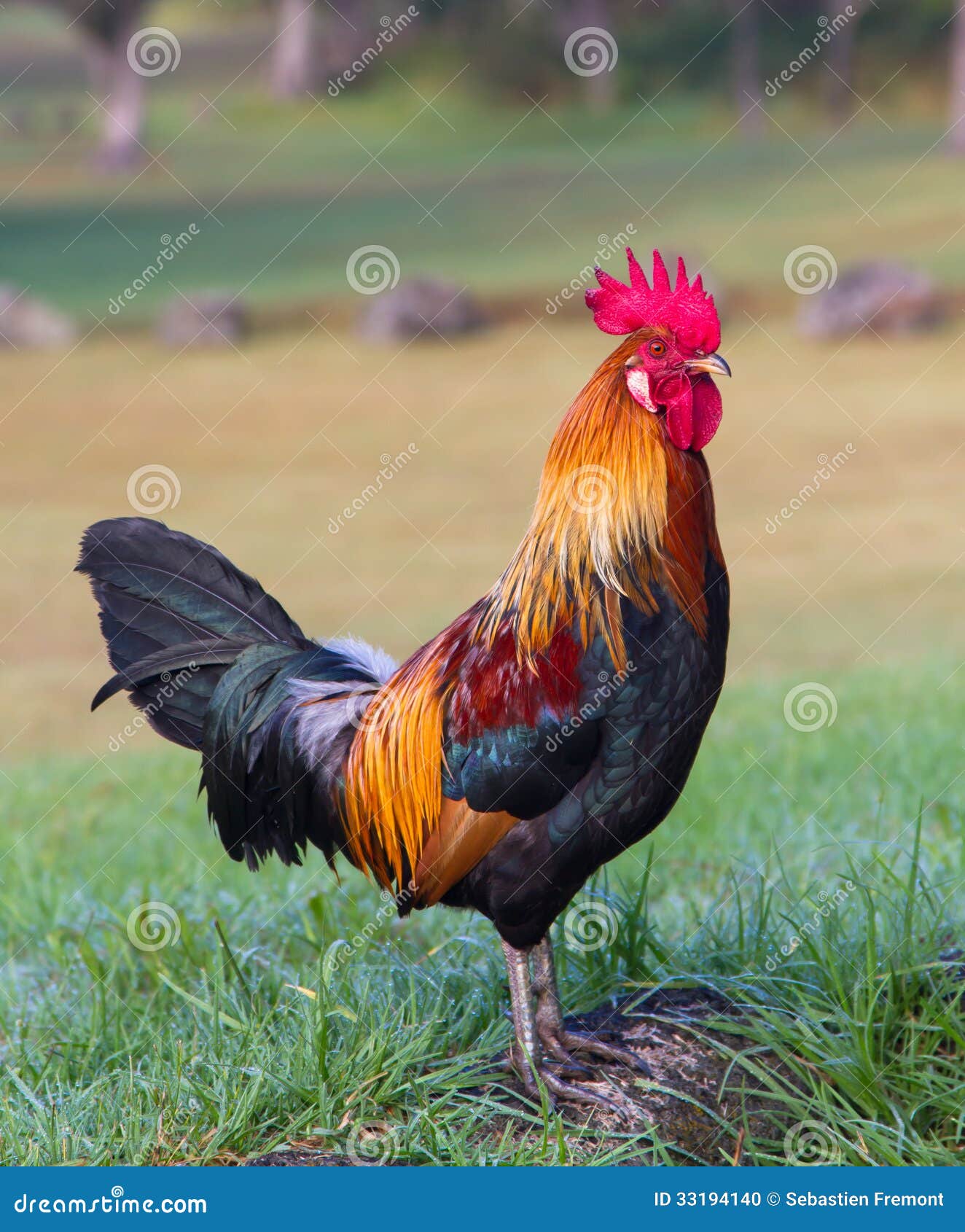 Coq fier se tenant grand photo stock. Image du coqs, oiseau - 33194140