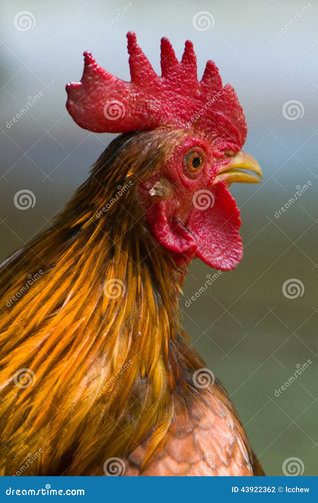 Coq fort et grand photo stock. Image du poulet, zone - 43922362