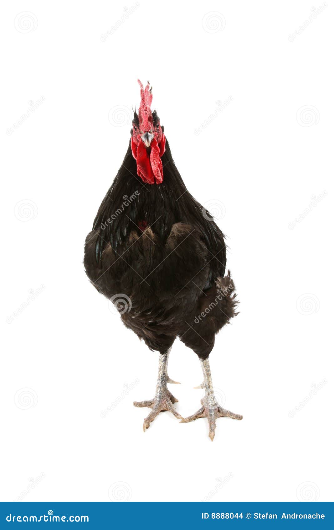 Coq géant du Jersey photo stock. Image du poule, volaille - 8888044