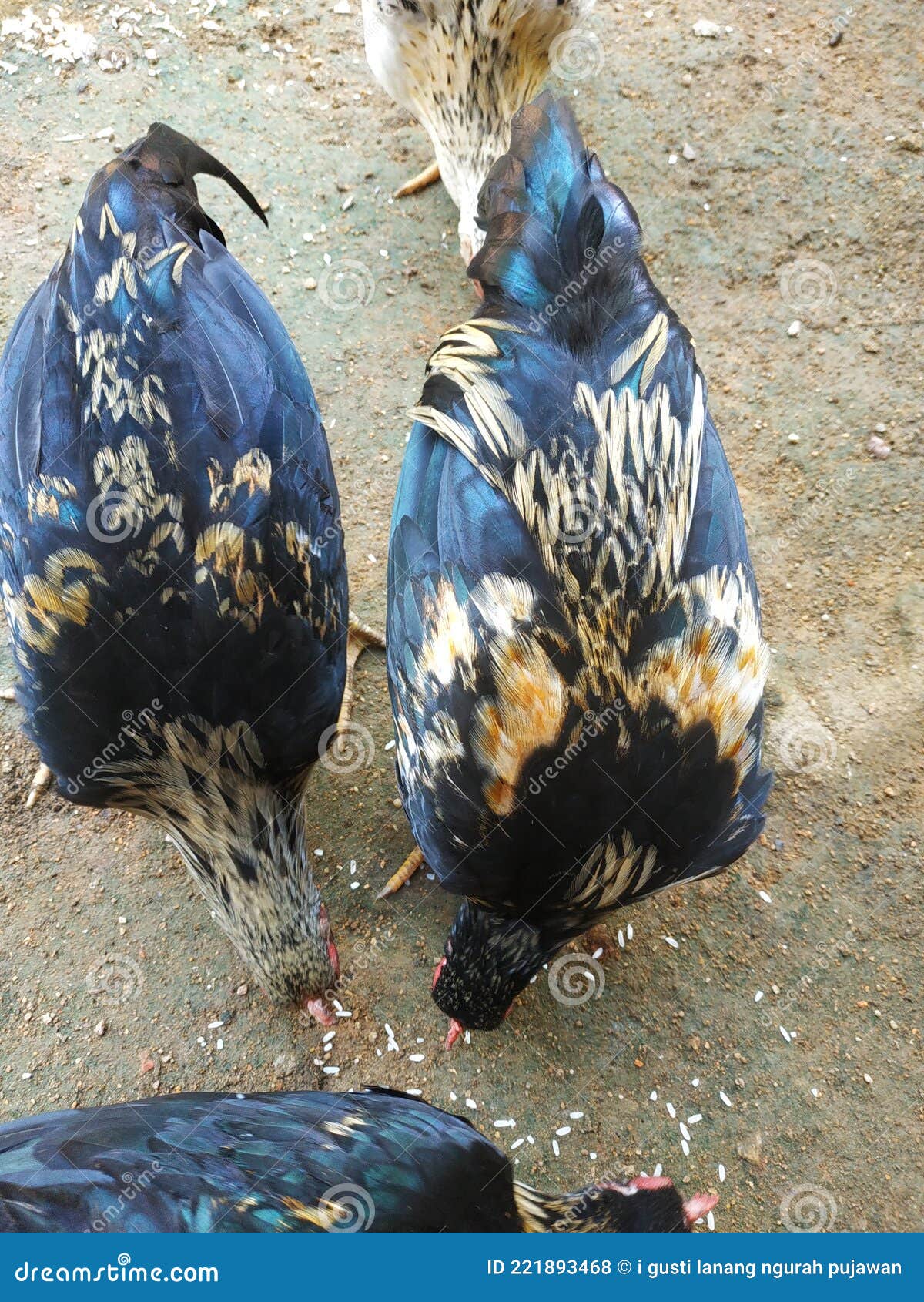 Coq Mangeant Du Riz Dans La Cour Photo stock - Image du cour, poulet ...