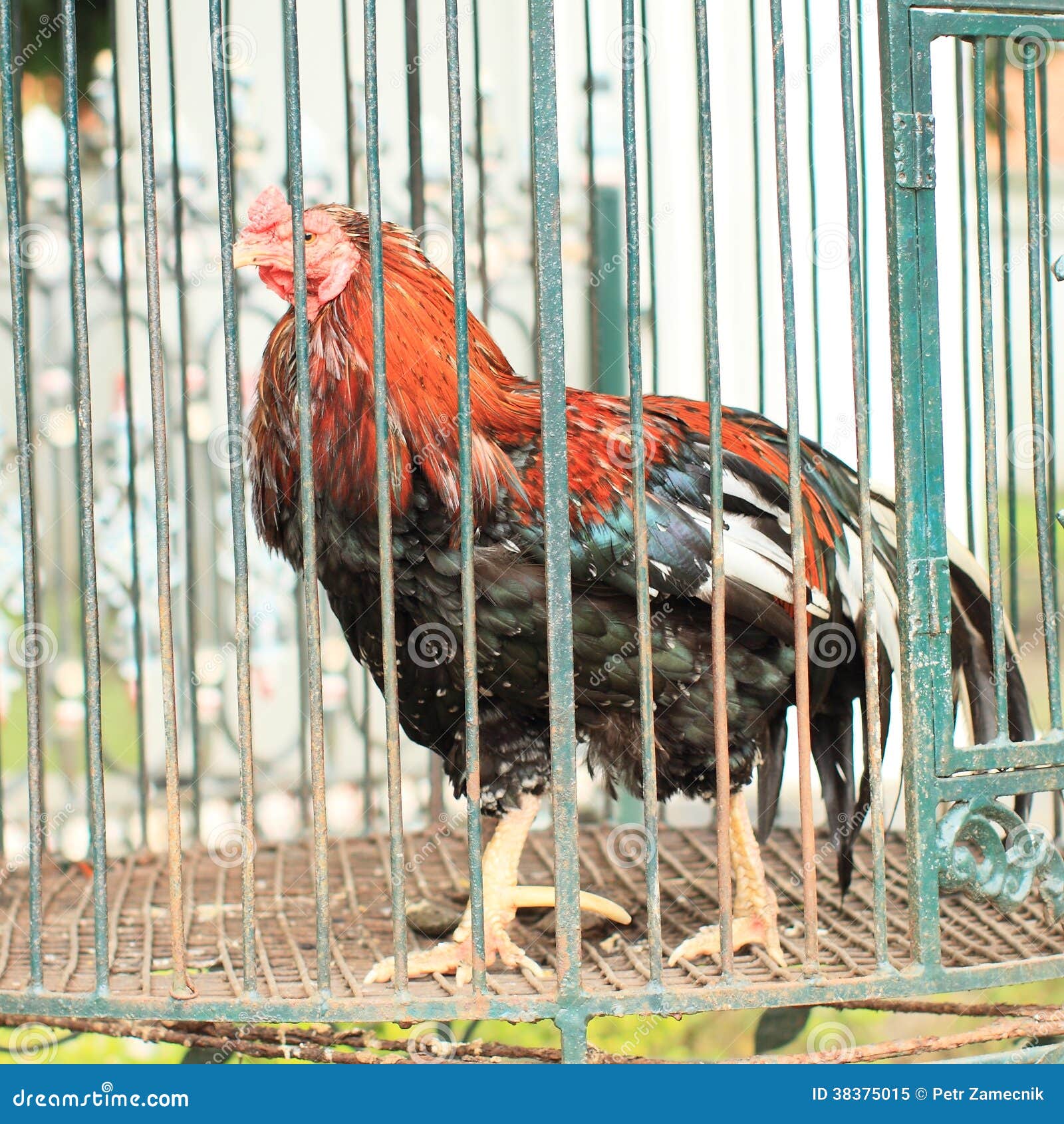Coq Pour Des Combats De Coqs Image stock - Image of volaille ...
