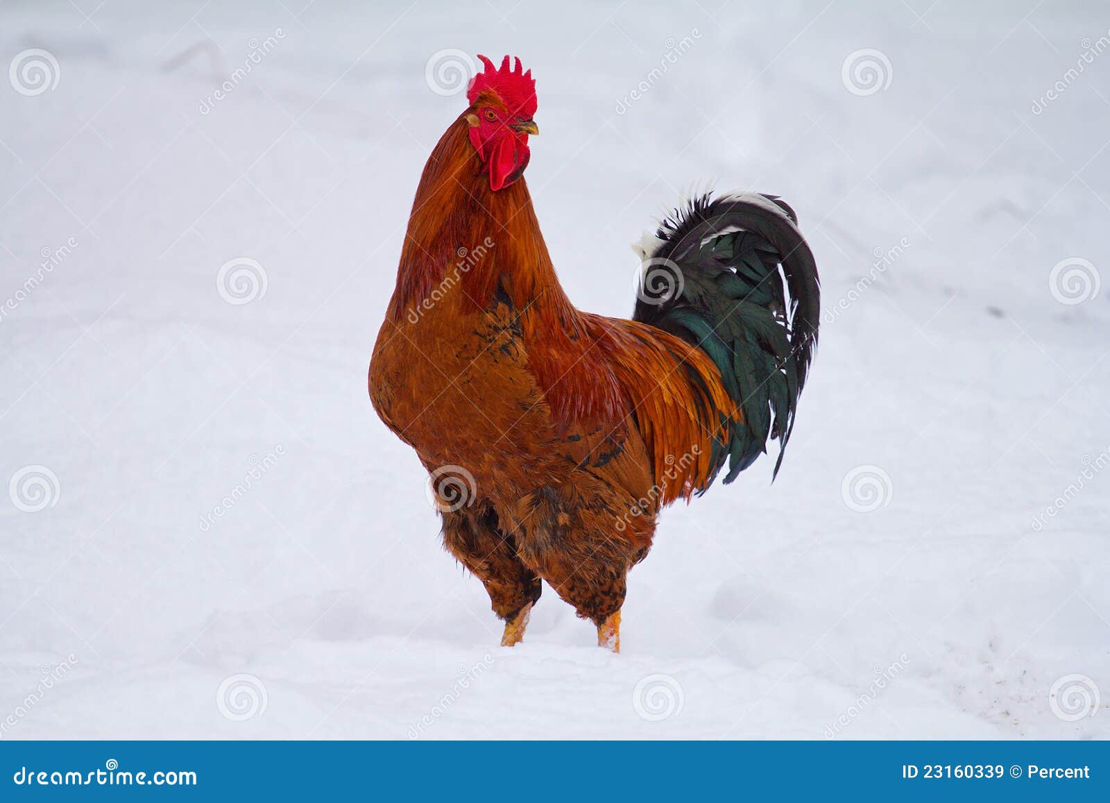 Coq rouge image stock. Image du masculin, blanc, animaux - 23160339