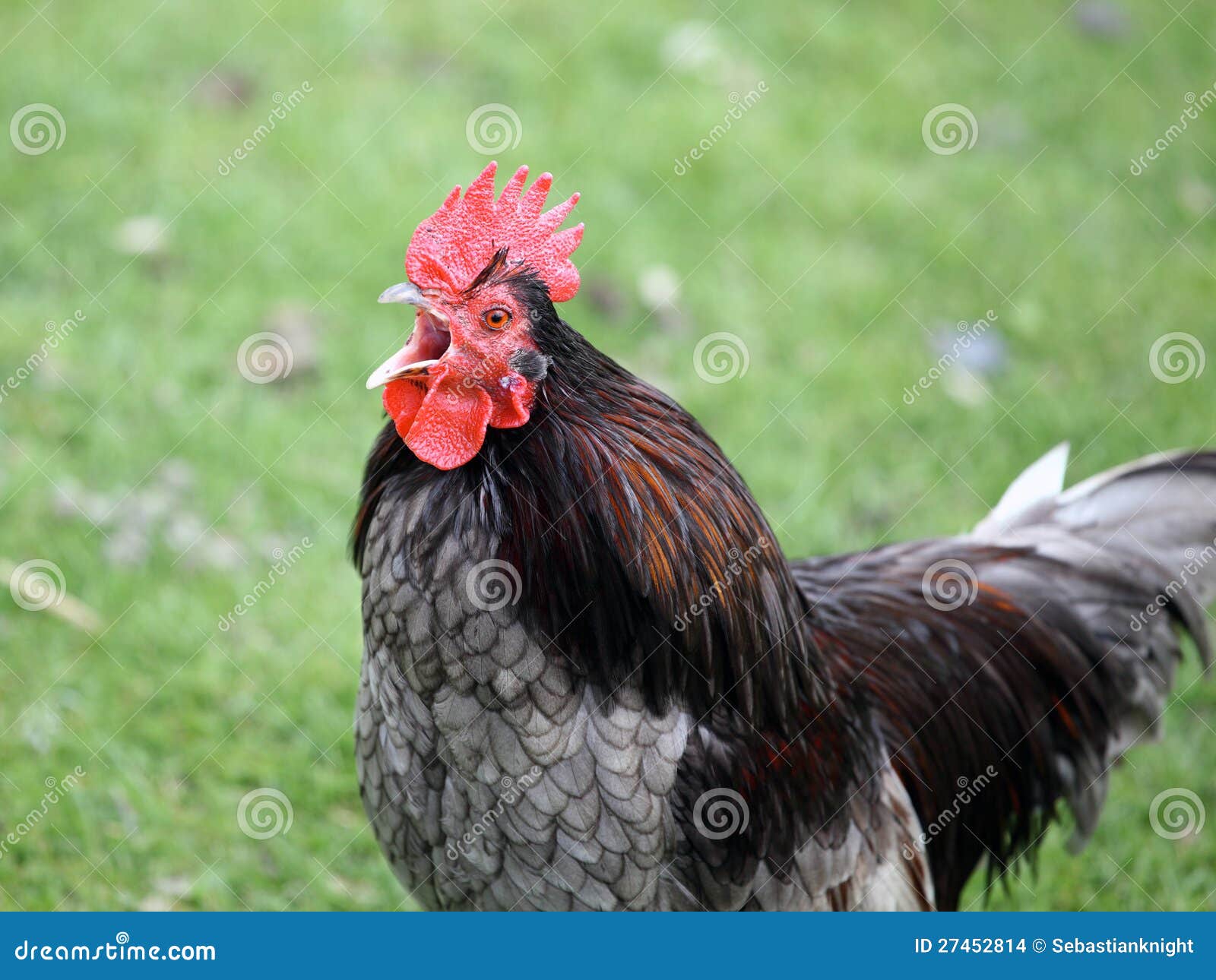 Coq rouge photo stock. Image du appel, noir, tôt, animal - 27452814