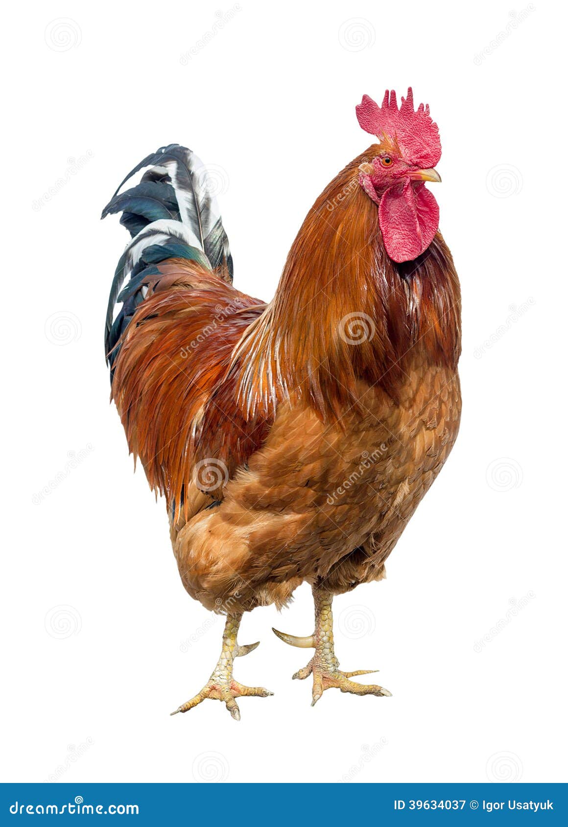 Coq rouge image stock. Image du ferme, griffe, fermer - 39634037