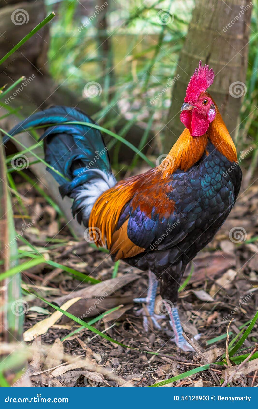 Coq rouge image stock. Image du ferme, crête, sauvage - 54128903