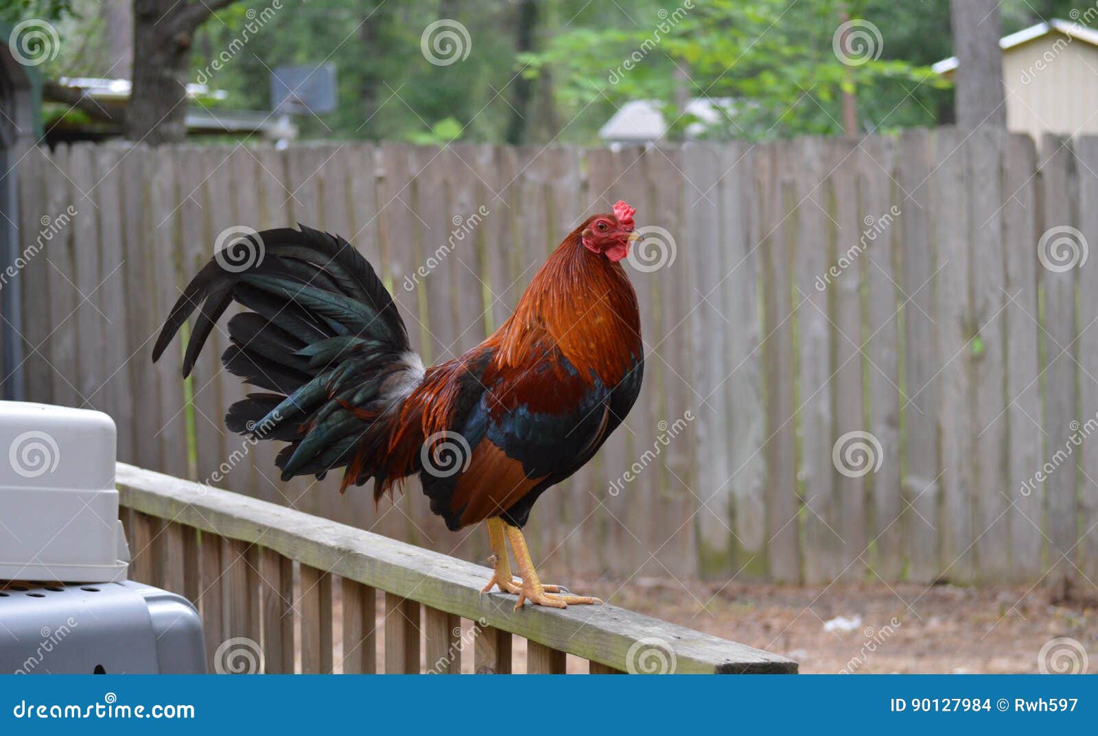 Coq rouge photo stock. Image du arrière, animal, corneilles - 90127984