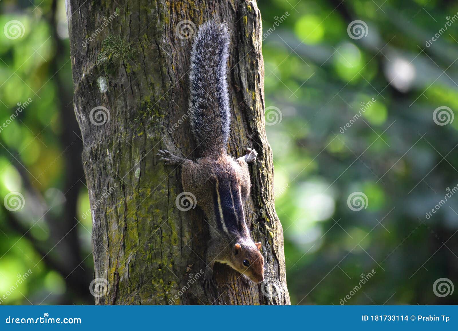 Coqueiro Escalador De Esquilo Foto de Stock - Imagem de escalar, animal ...