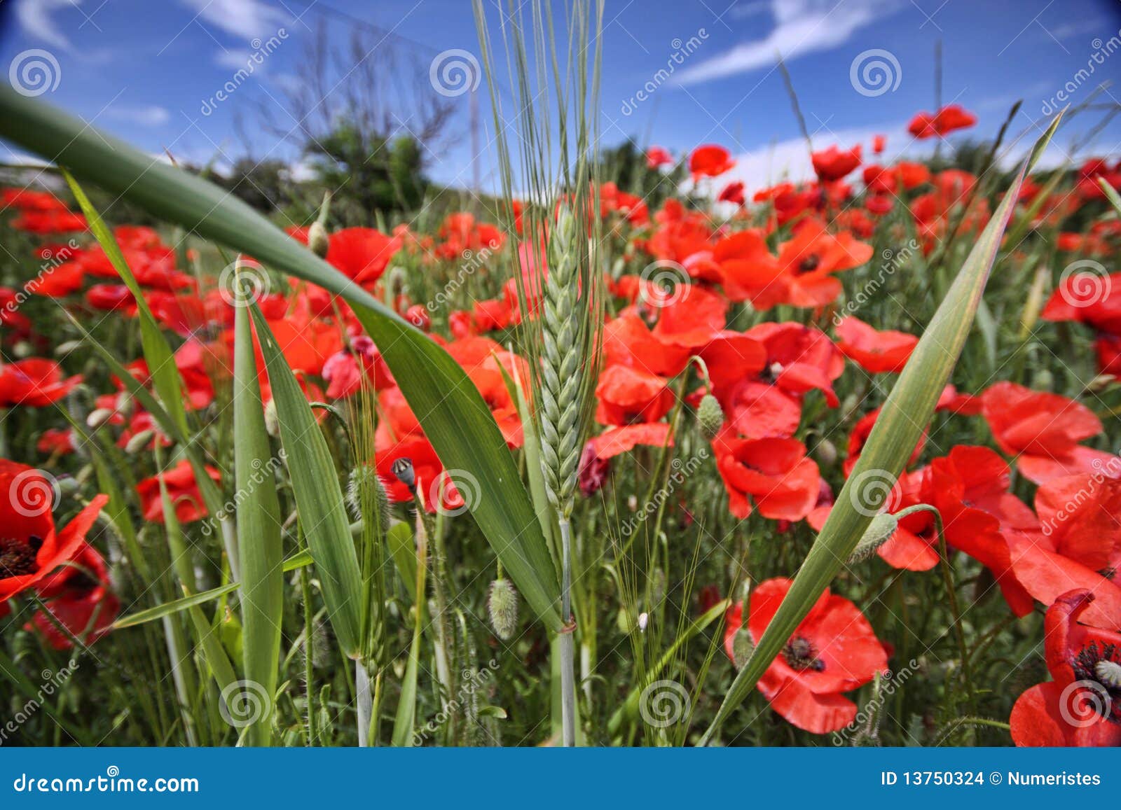 Coquelicot foto de archivo. Imagen de rojo, campo, cielo - 13750324