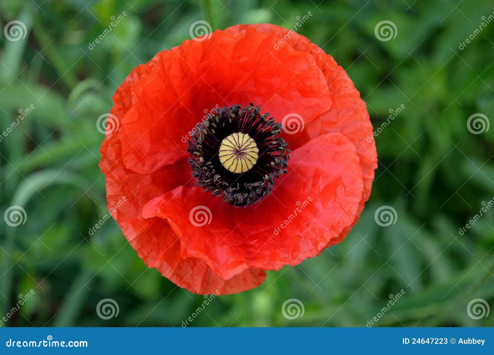 Coquelicot Stock Photos - Image: 24647223
