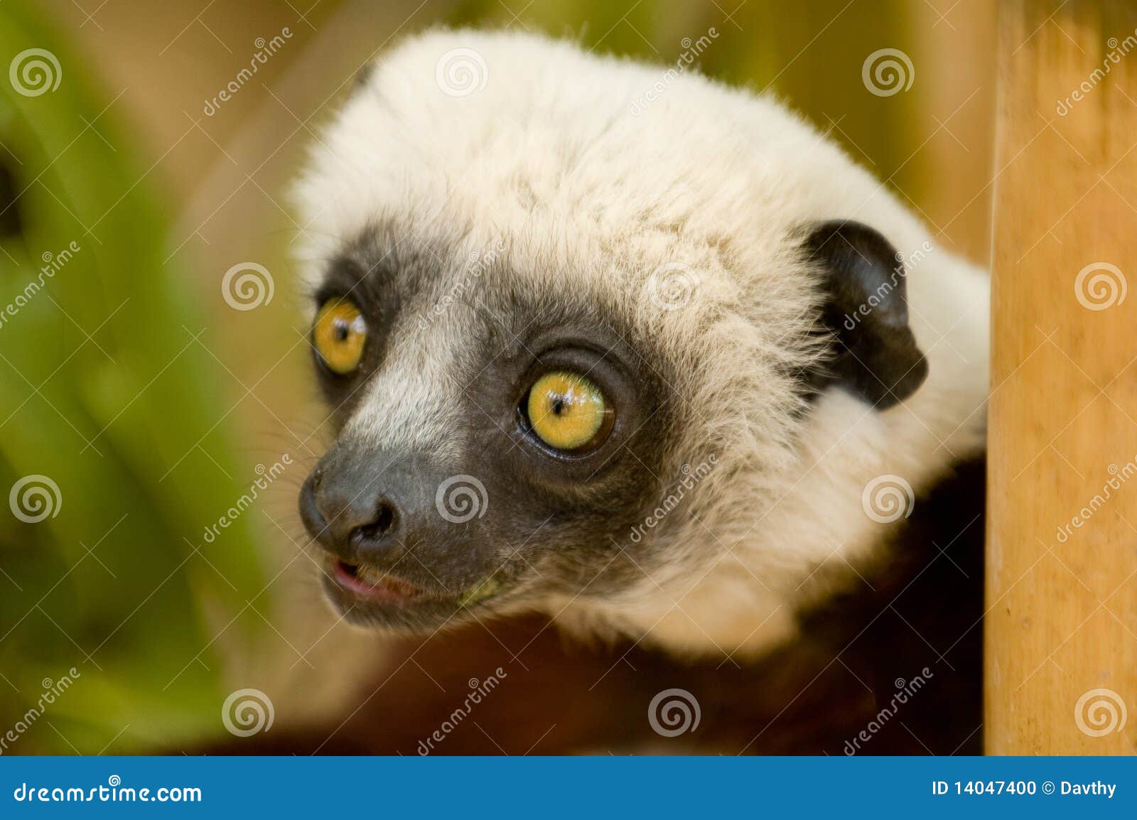 Coquerel s Sifaka stock photo. Image of propithecus, rain - 14047400
