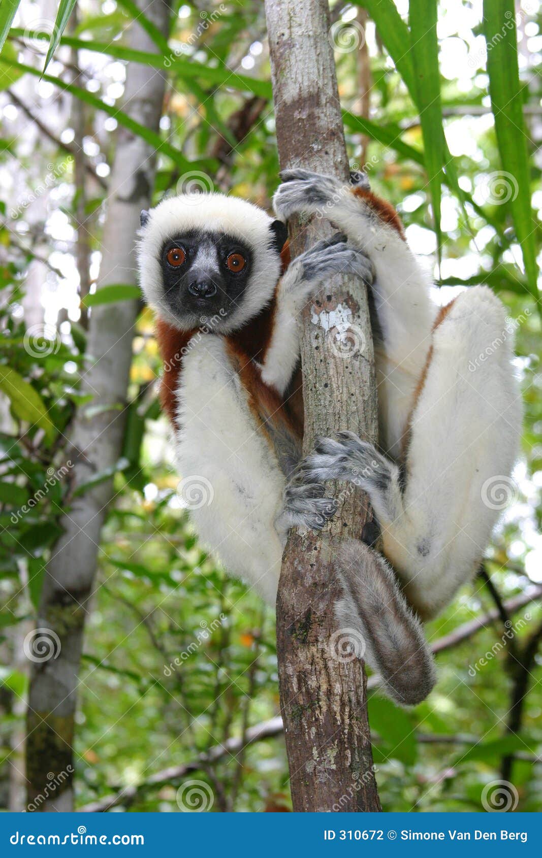 Coquerel sifaka stock photo. Image of animal, location - 310672
