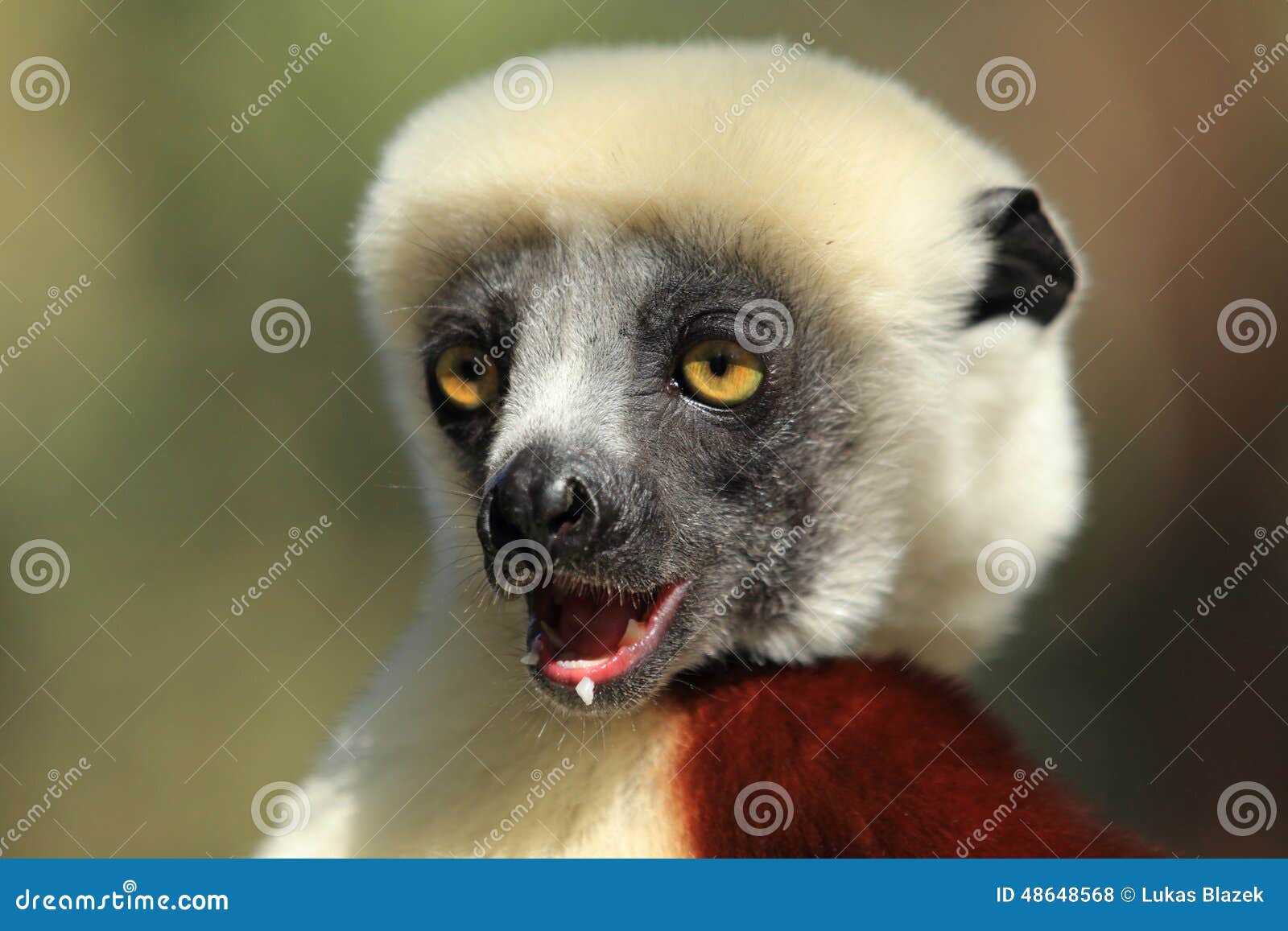 Coquerel sifaka stock photo. Image of lemur, sifaka, diurnal - 48648568