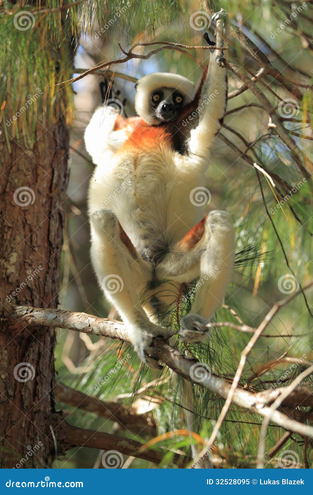 Coquerel sifaka stock image. Image of africa, primate - 32528095