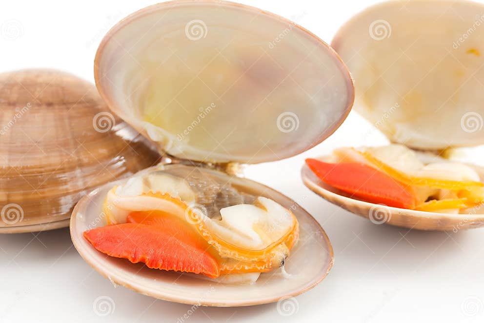 Coques image stock. Image du indoors, mollusques, grand - 37416823