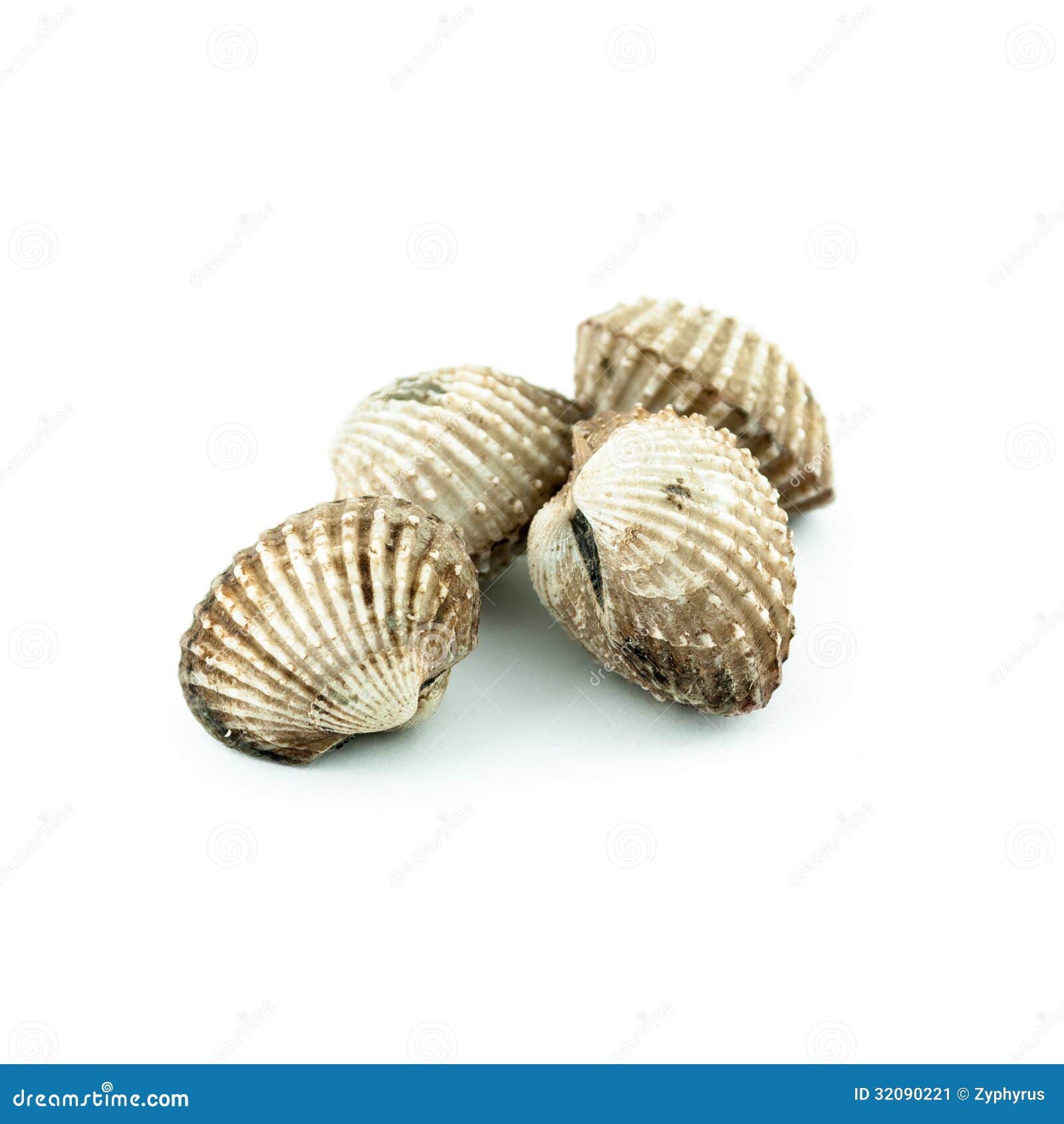 Coques D'isolement Sur Le Fond Blanc Image stock - Image of seafood ...