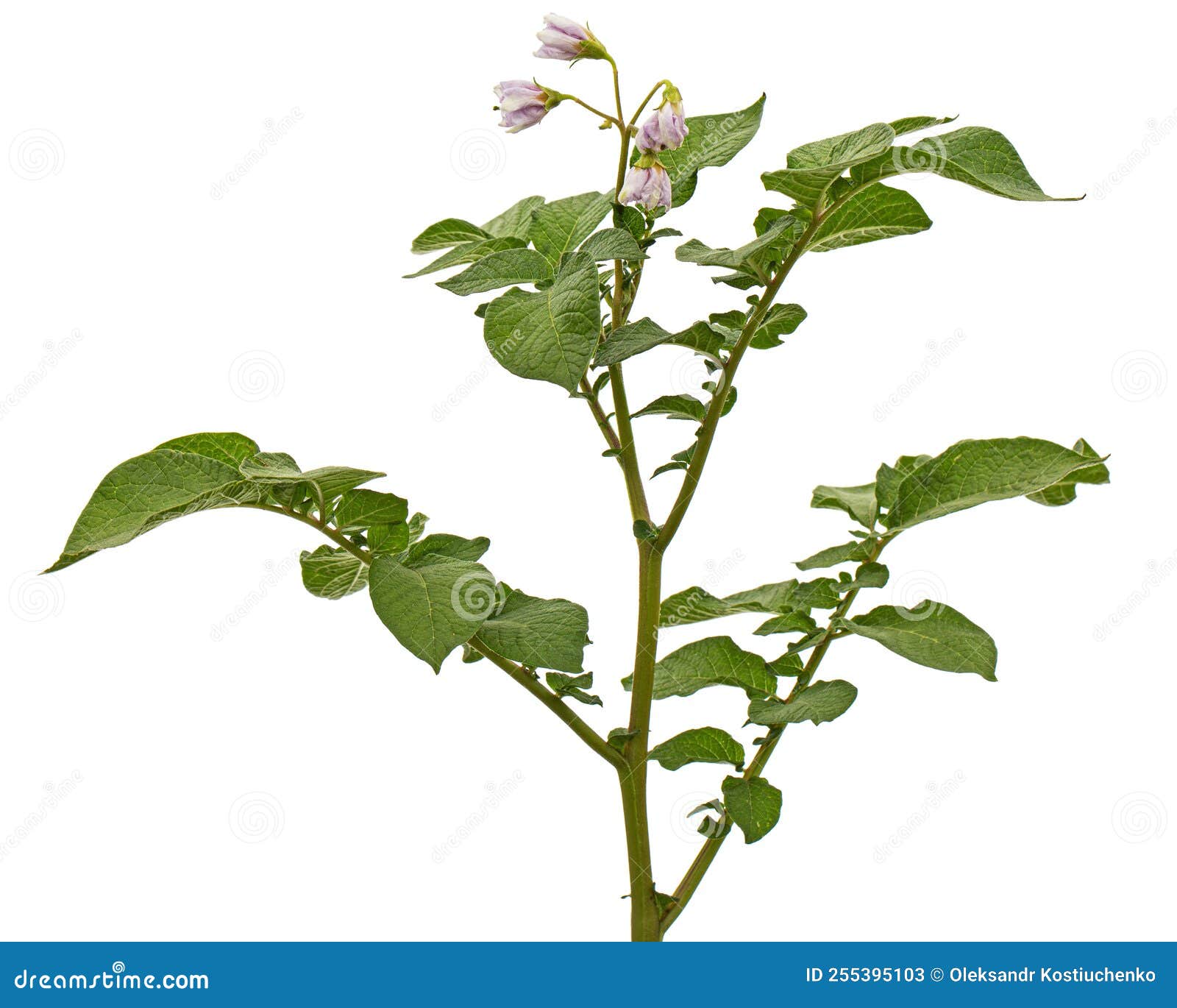 Coquetas De Papa Rosa Aisladas En Fondo Blanco Imagen de archivo ...