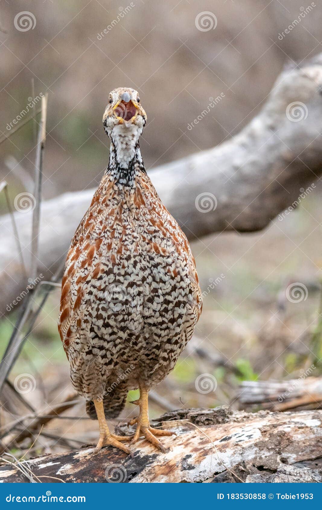 Coqui Francolin on Tree Calling Stock Photo - Image of bird, swempie ...