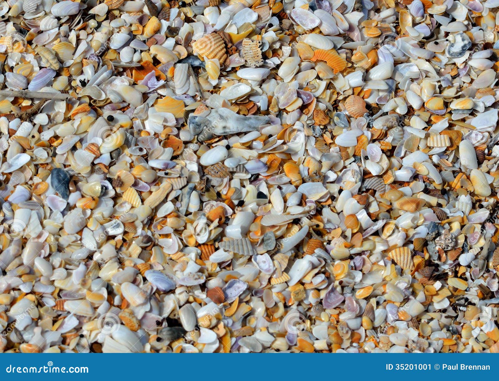 Coquillages Sur Le Bord De Mer Image stock - Image du coque, mollusques ...