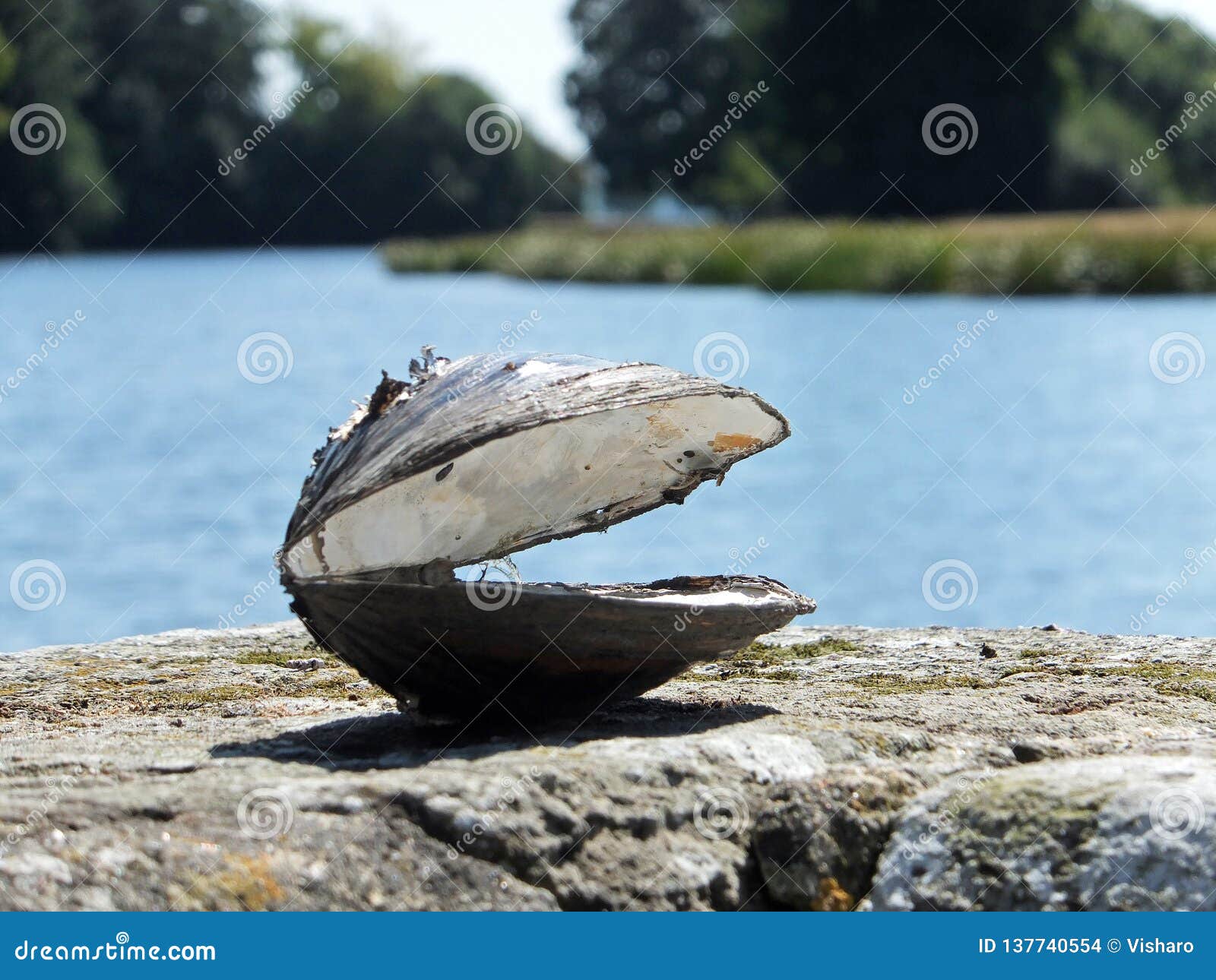 Bivalve Photos Stock - Téléchargez 11,998 Photos libres de droits