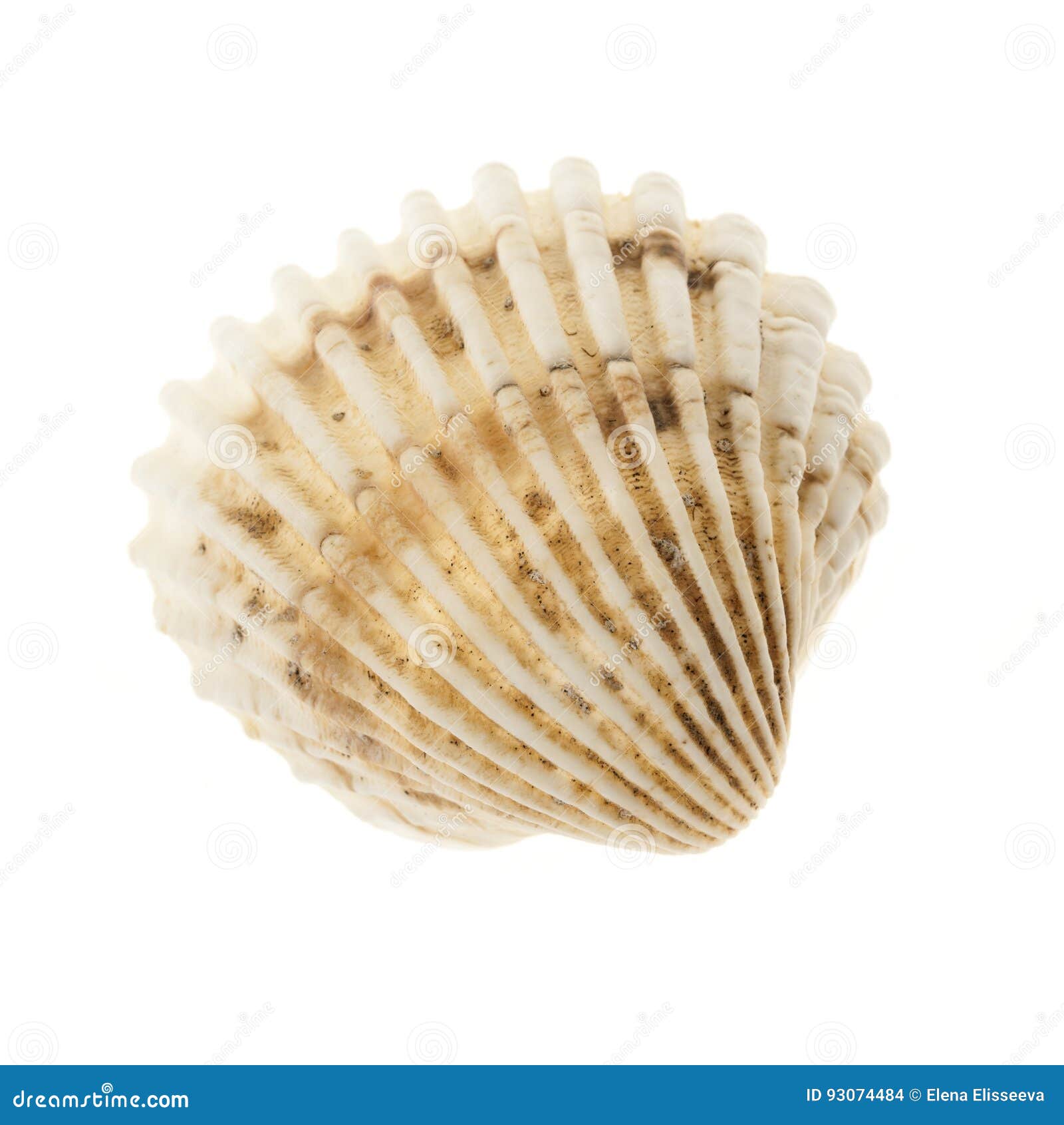 Coquille de coque photo stock. Image du durée, simple - 93074484
