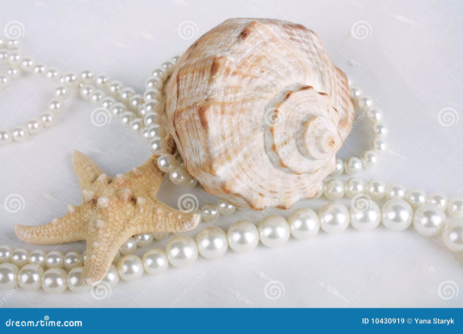 Coquille De Coque De Mer Avec Des Perles Image stock - Image du rêve ...