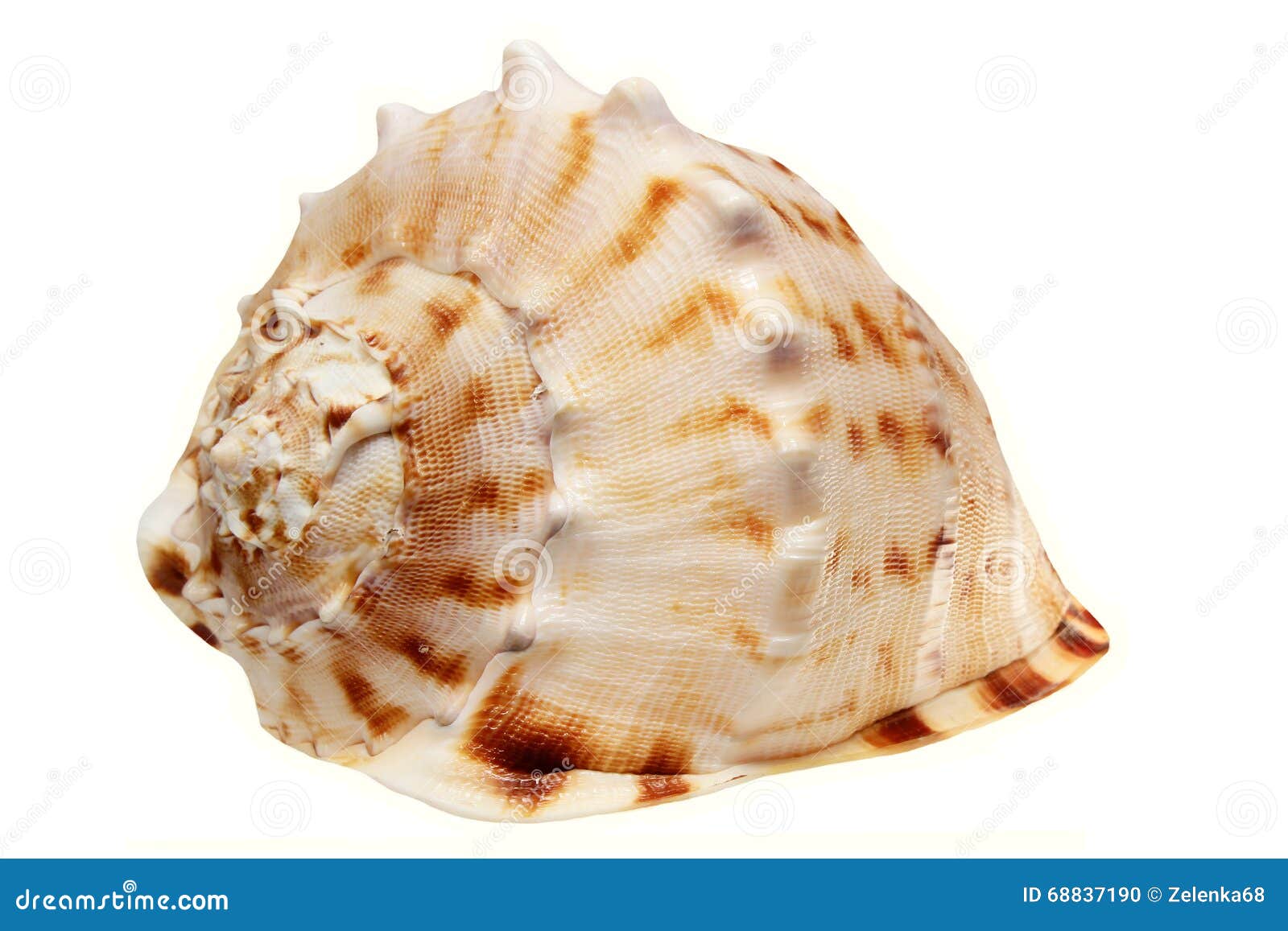 Coquille De Coque De Mer Il Est Isolé Photo stock - Image du ornement ...