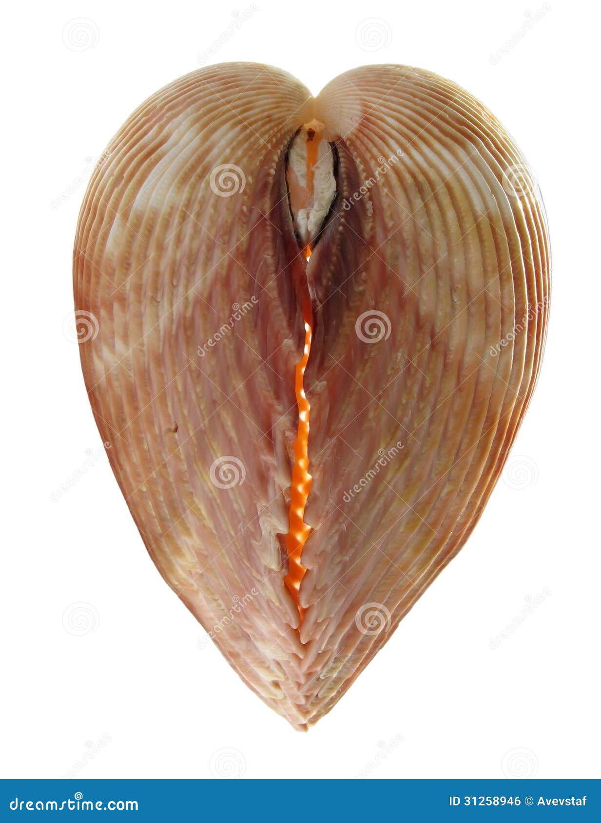 Coquille de mer photo stock. Image du océan, abstrait - 31258946