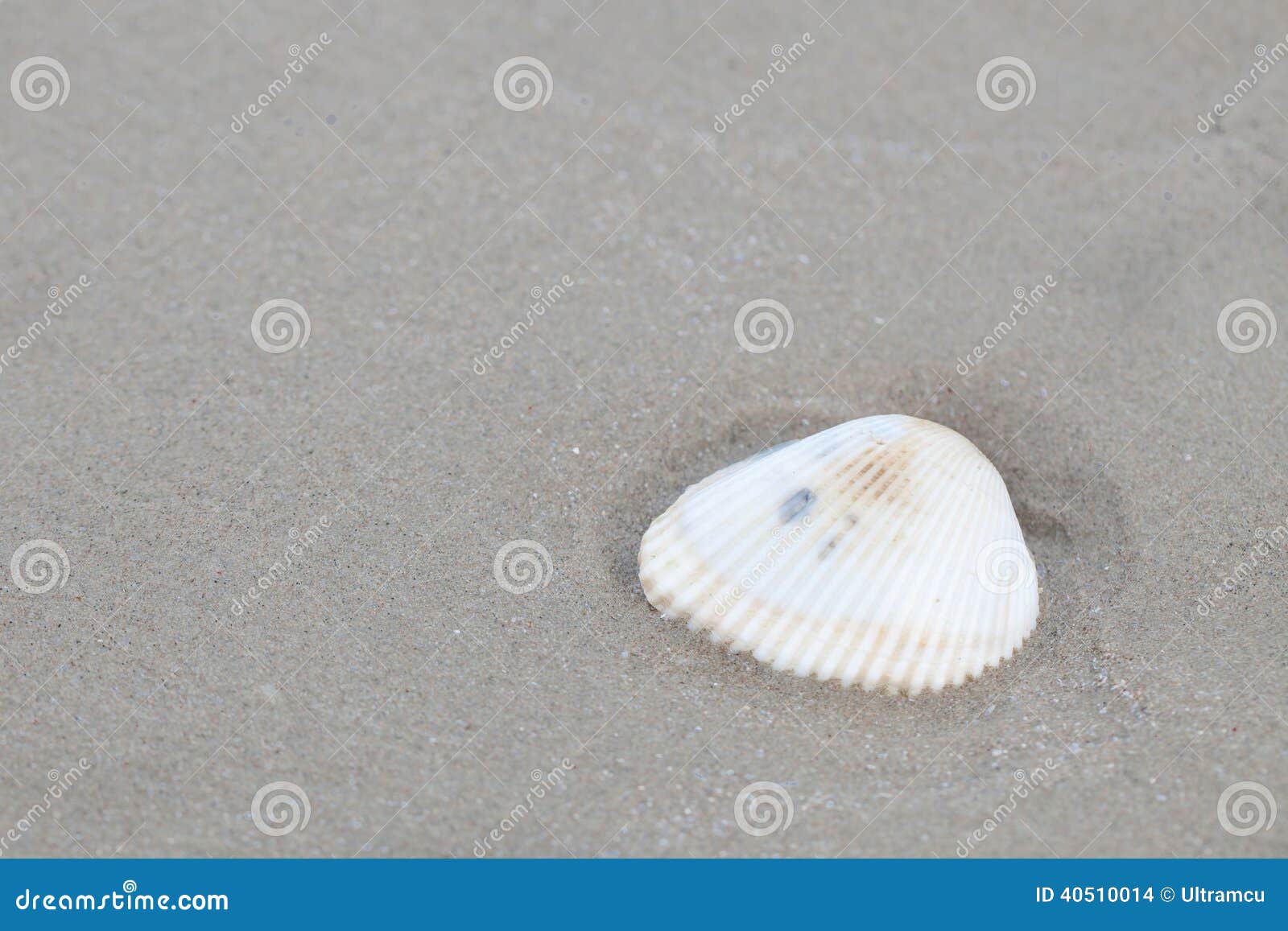 Coquille De Mer Sur La Plage Photo stock - Image du coloré, sable: 40510014