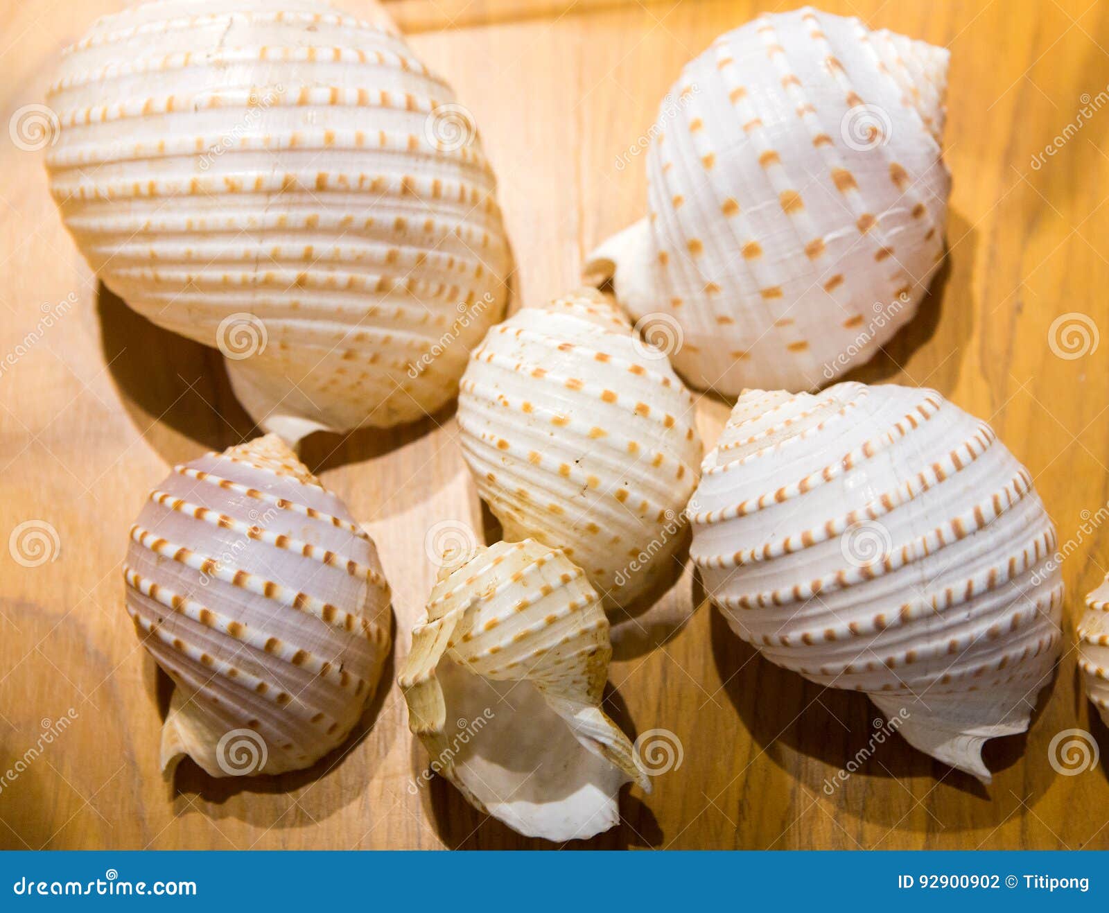 Coquilles De Beaucoup De Types Et De Tailles Photo stock - Image du ...