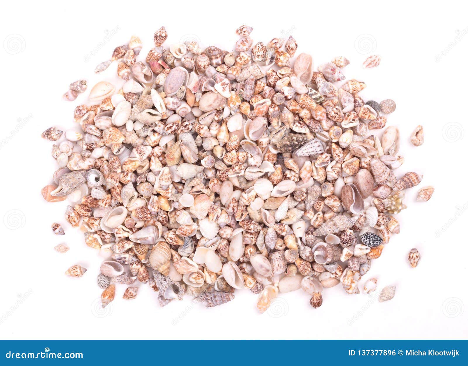 Coquilles De Beaucoup De Types Et De Tailles Photo stock - Image du ...
