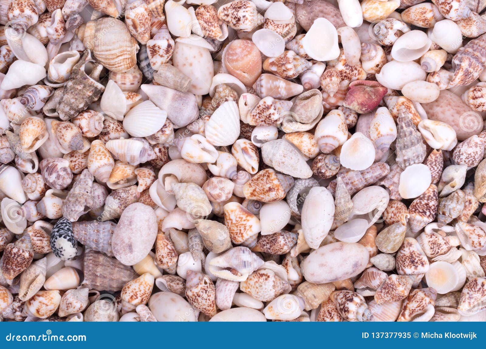 Coquilles De Beaucoup De Types Et De Tailles Image stock - Image du ...