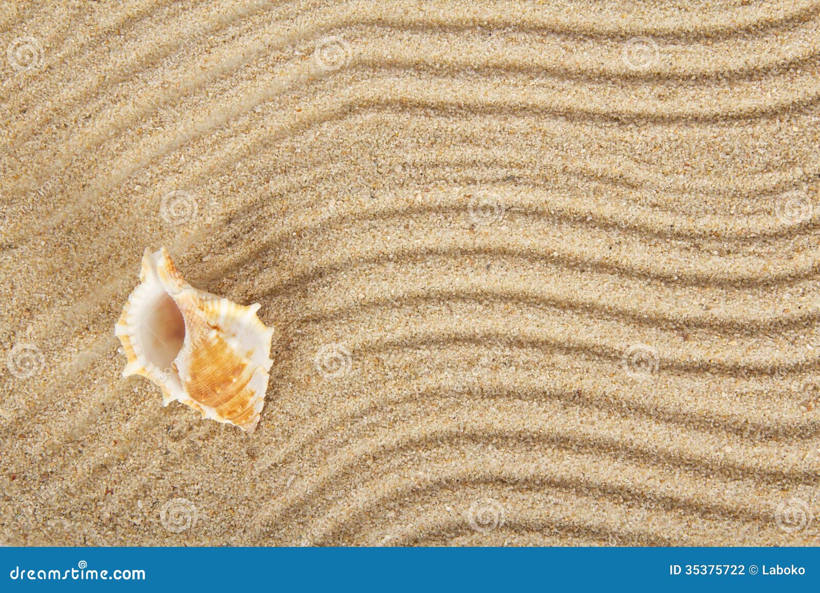 Coquilles De Coque De Mer Sur Le Sable Photo stock - Image du beau ...