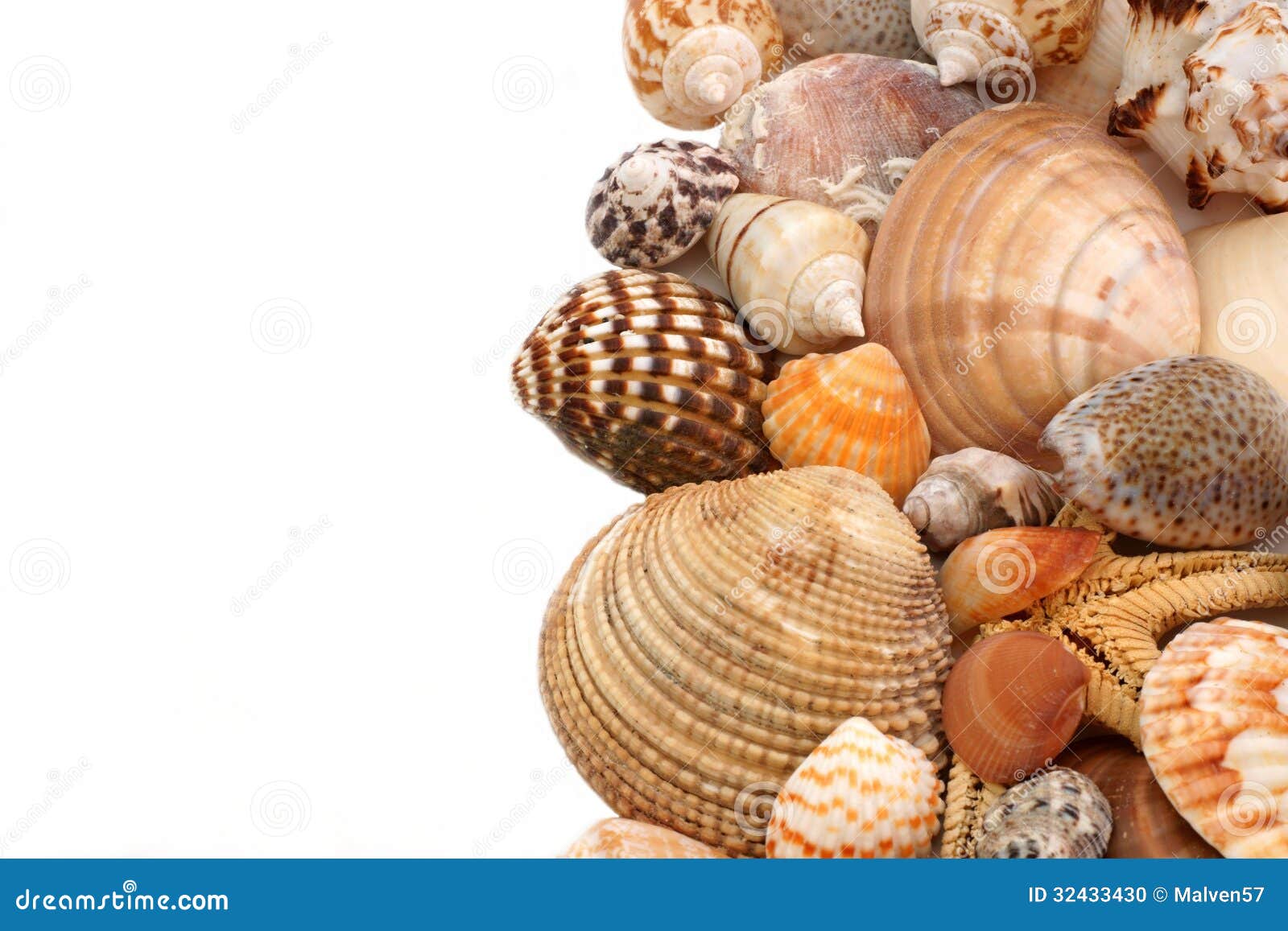 Coquilles De Coque De Mer Sur Un Fond Blanc Photo stock - Image du ...