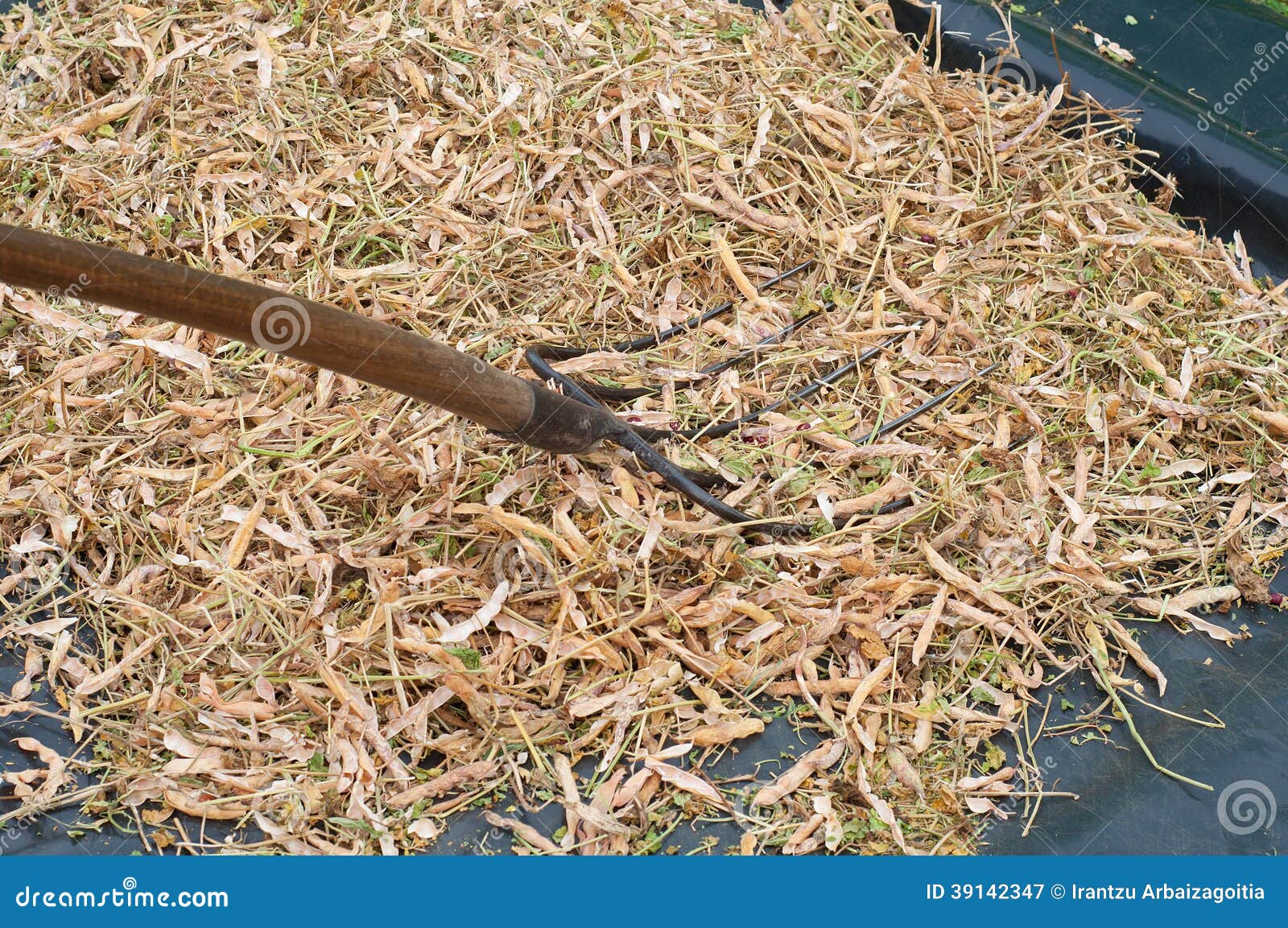 Coquilles De Haricots De Nettoyage Avec Une Fourche Image stock - Image ...