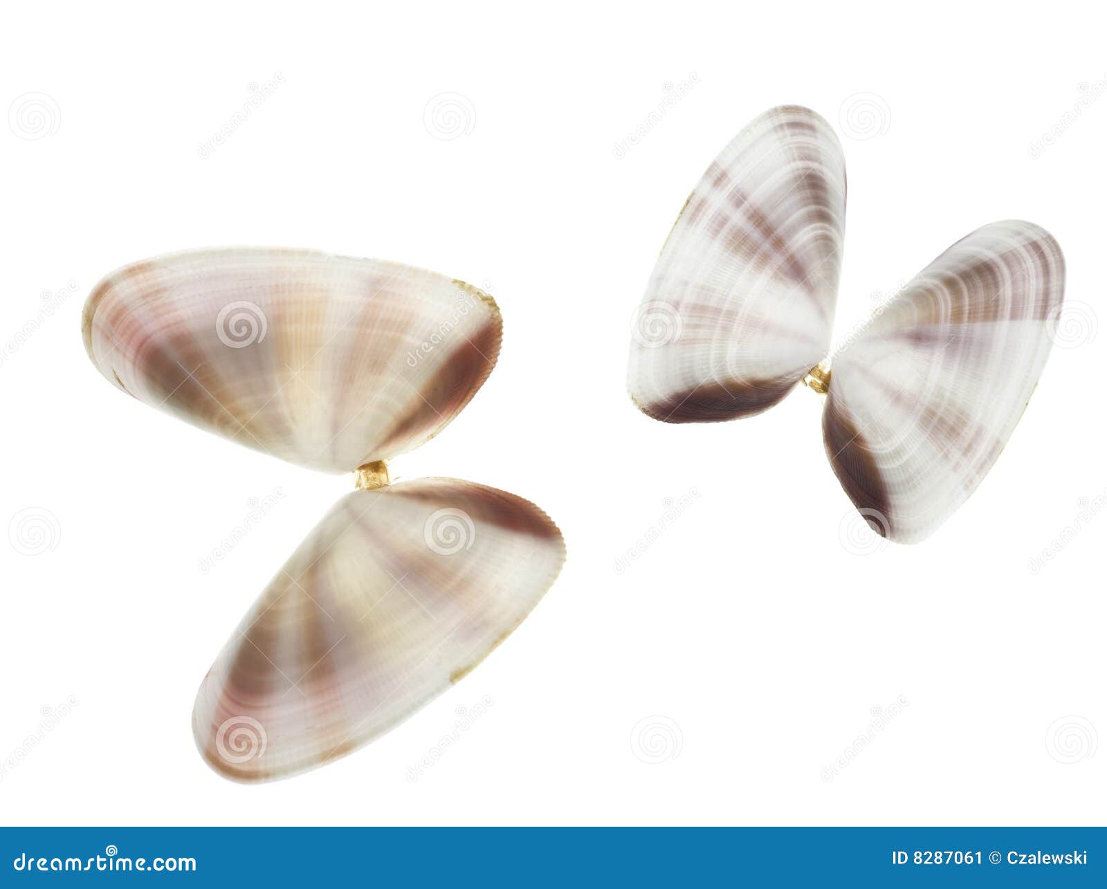 Coquina Shell Butterfly Coquina Clam Shell And Pearl Mermaid Hair Clip