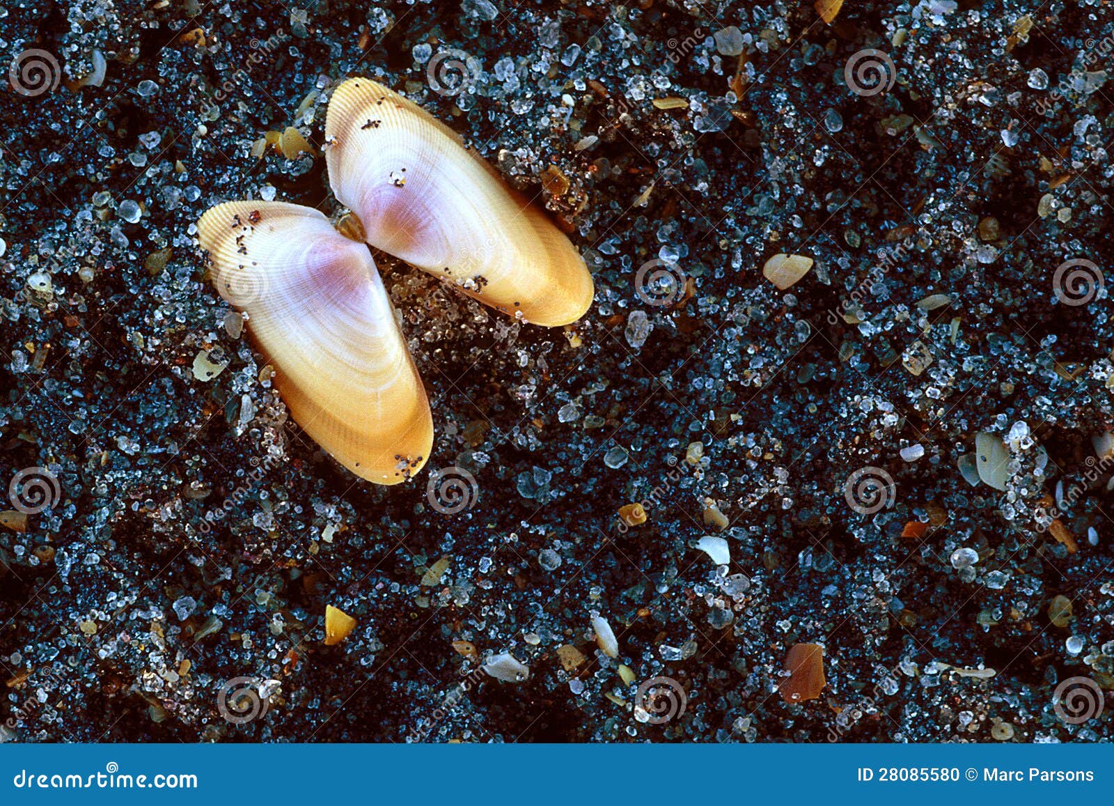 Coquina Sea Shells on sand stock photo. Image of mirrored - 28085580