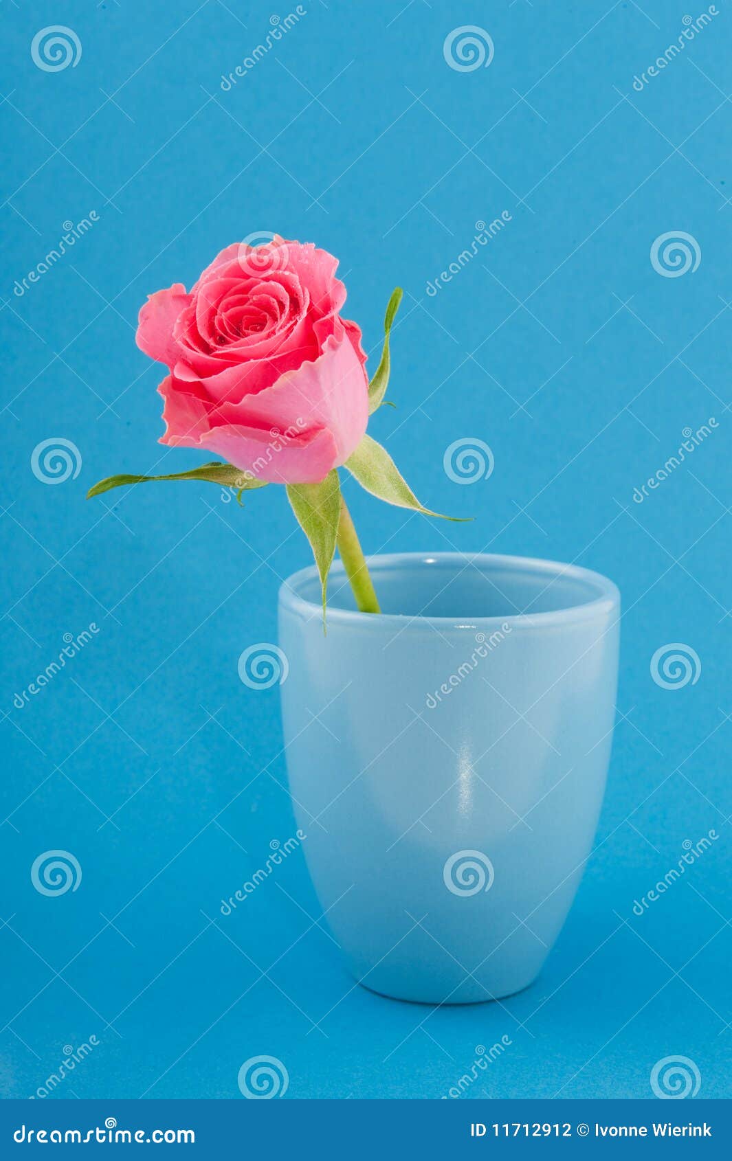 Cor-de-rosa Escolha Cor-de-rosa No Azul Foto de Stock - Imagem de amor ...